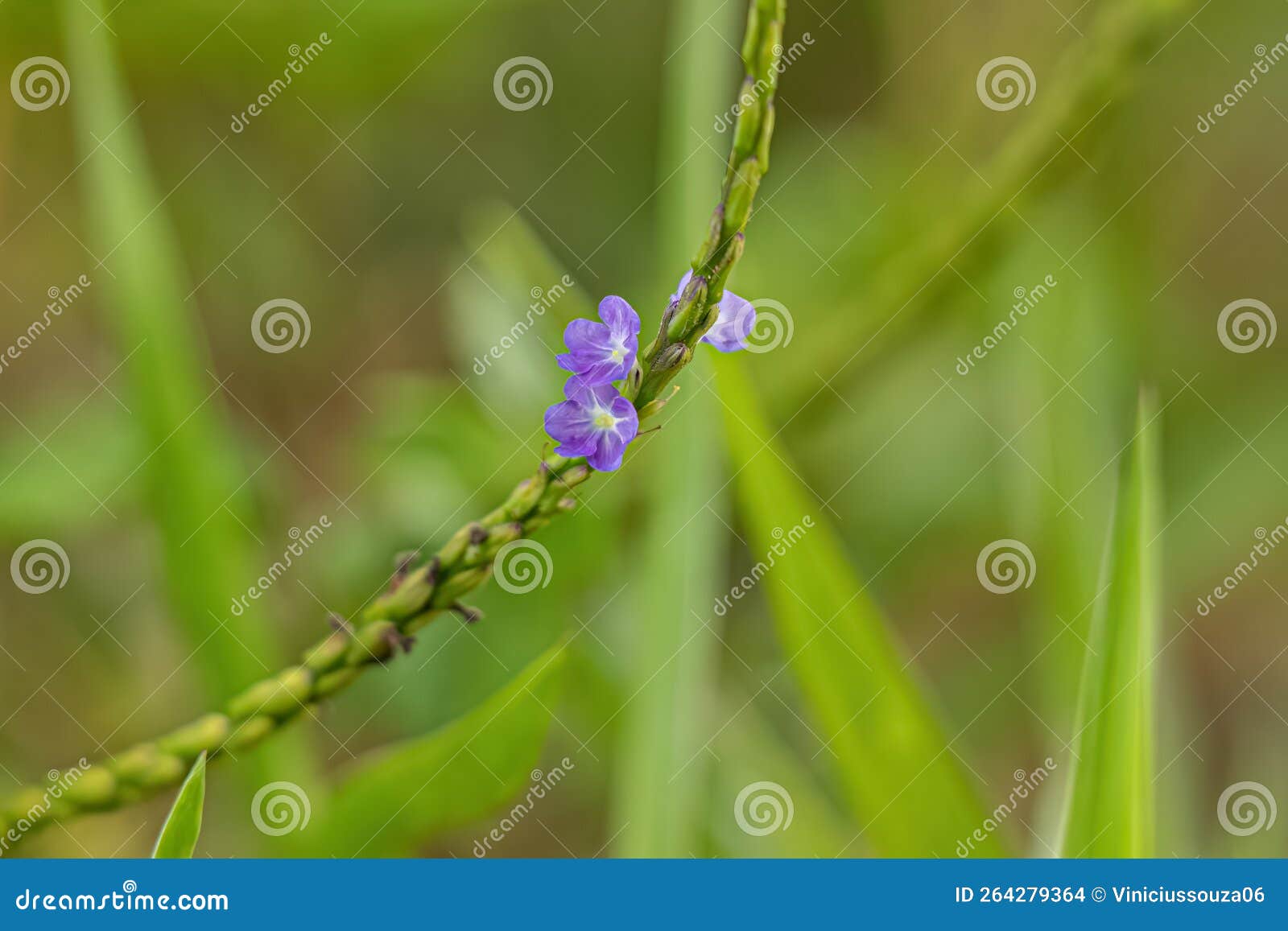 Small Porterweed Plant stock photo. Image of porterweed - 264279364