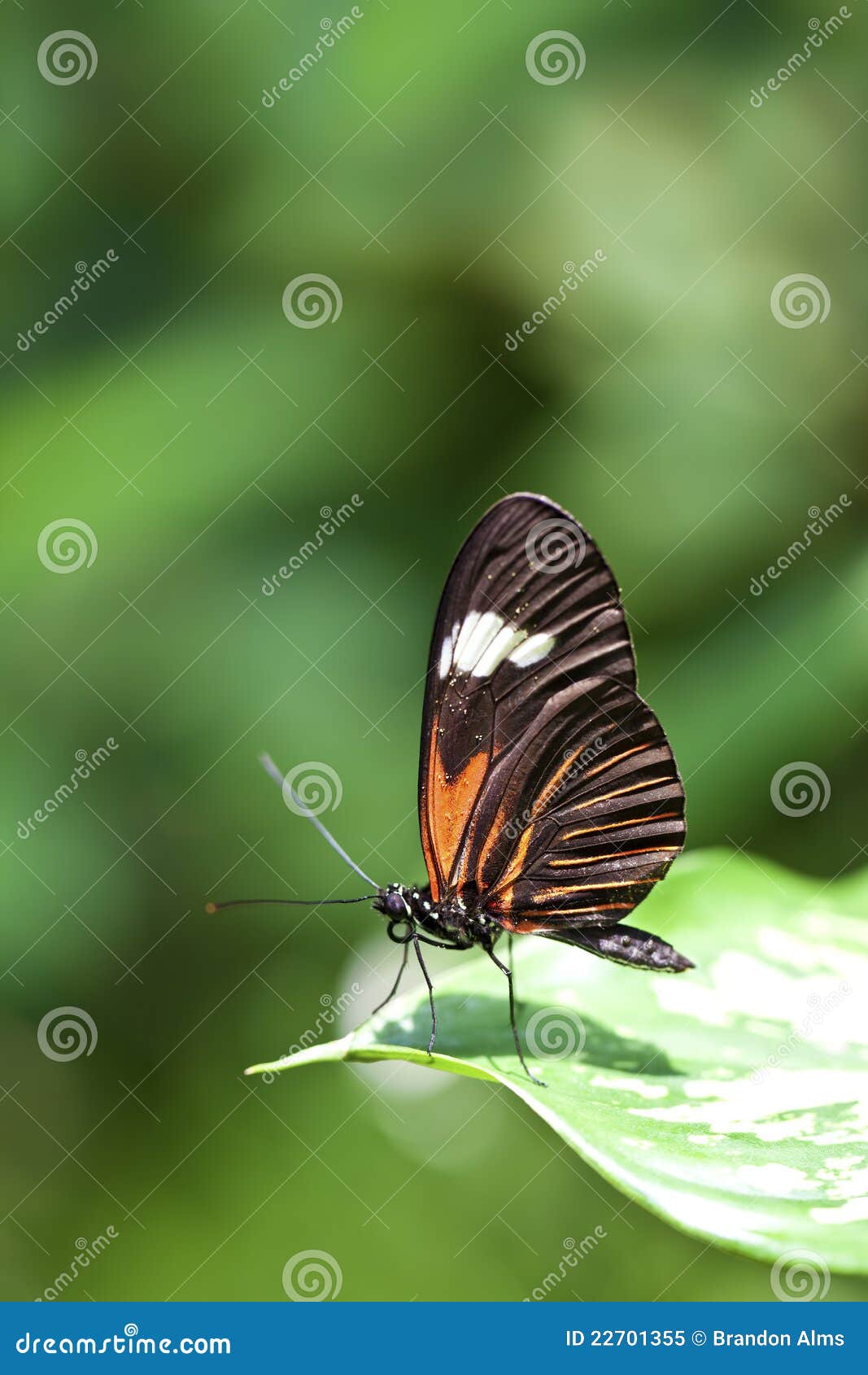 Small Postman Butterfly stock image. Image of copy, detail - 22701355