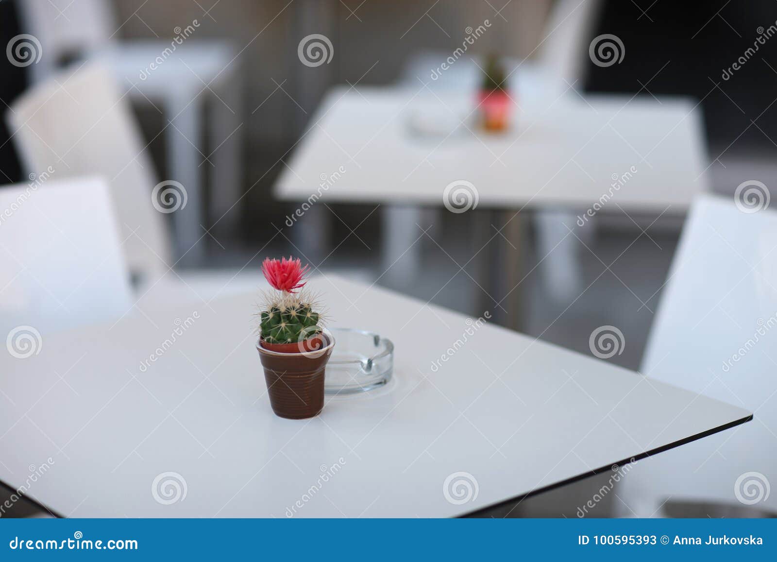 A Small Pot with a Flowering Cactus Stock Image - Image of exotic ...