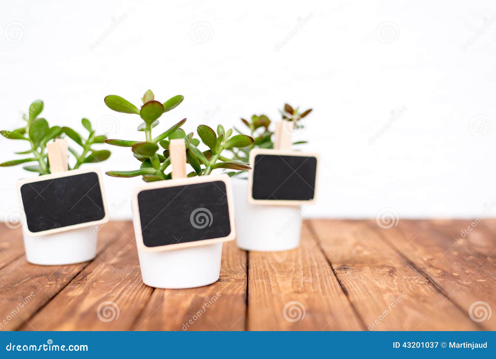 Small Pot Plants with Empty Name Tags Stock Image - Image of leaf ...