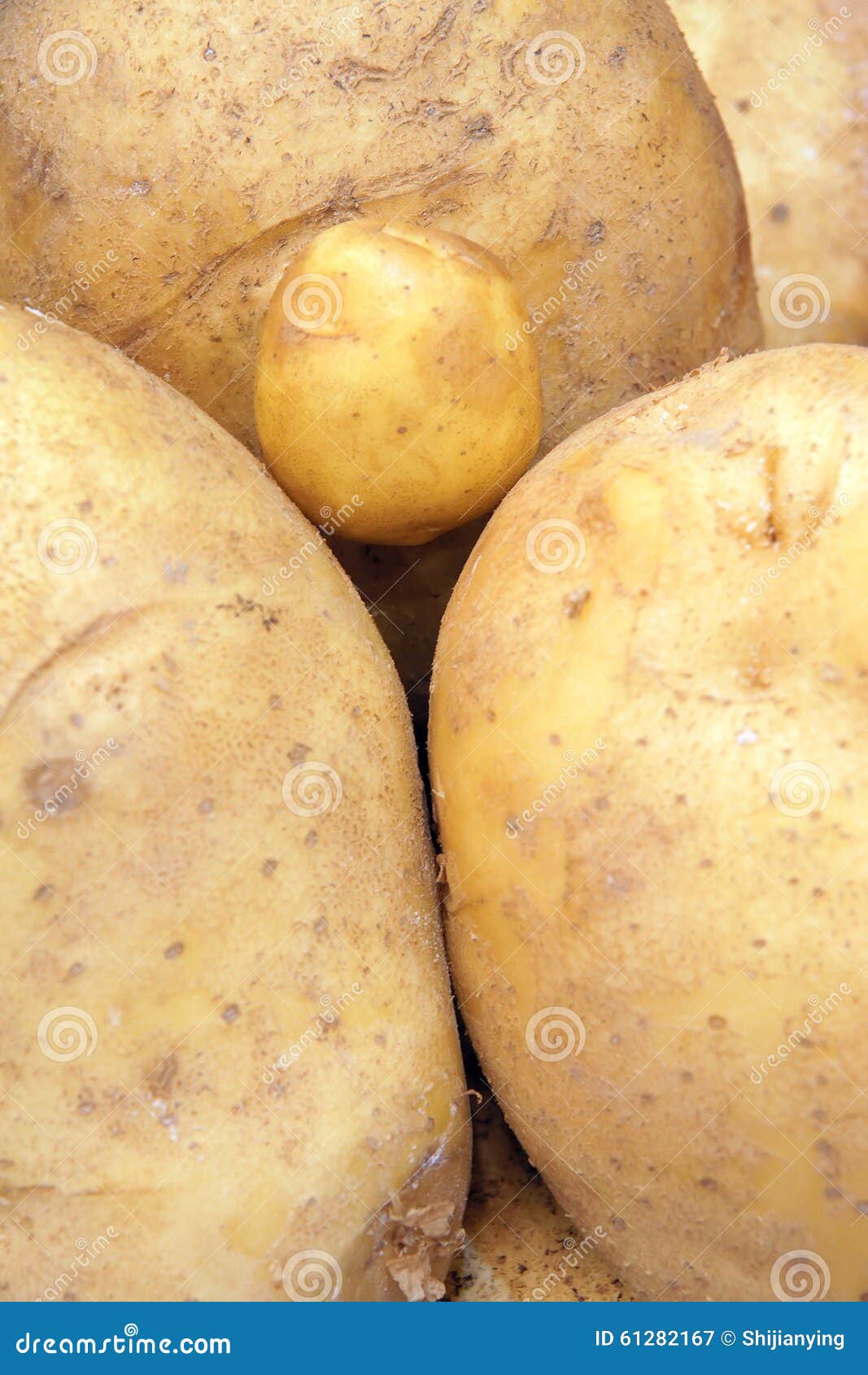 Small potato stock image. Image of vegetable, aliment - 61282167
