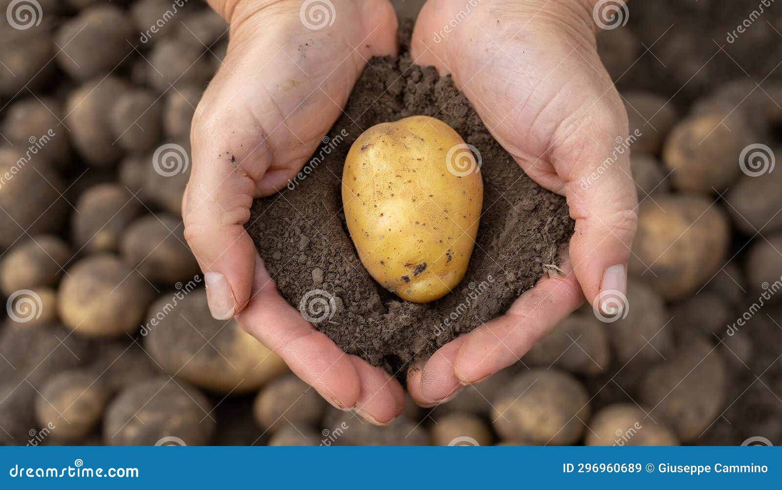 A Small Potato between Two Hands Stock Illustration - Illustration of ...