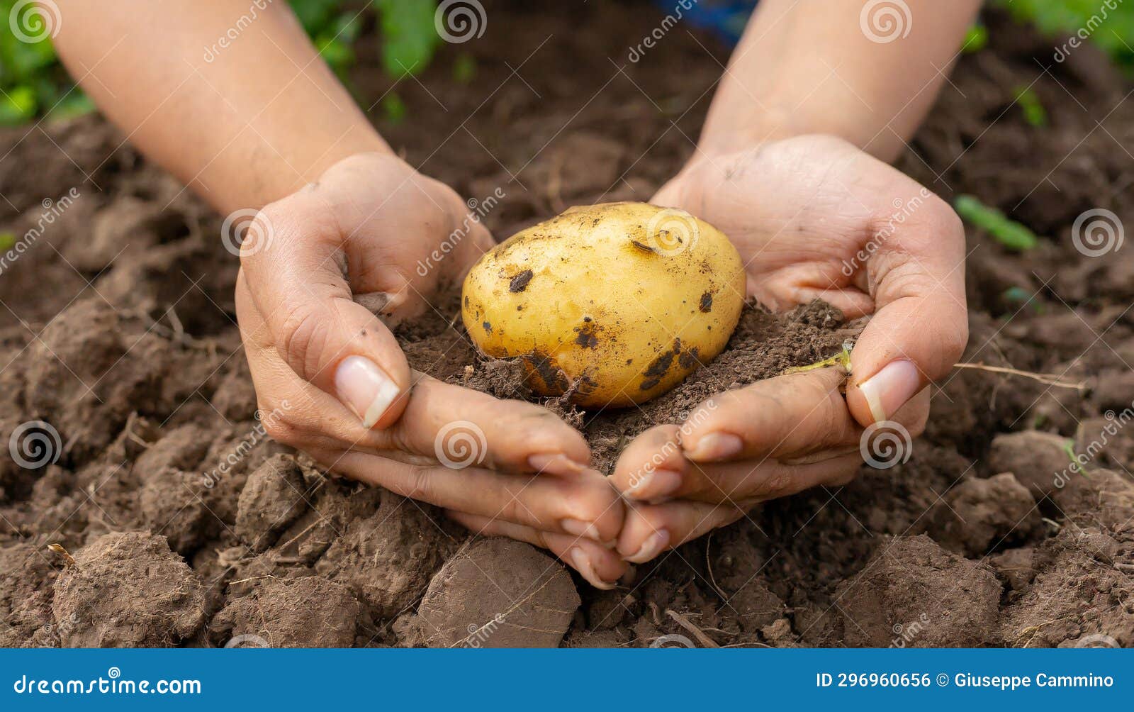 A Small Potato between Two Hands Stock Illustration - Illustration of ...