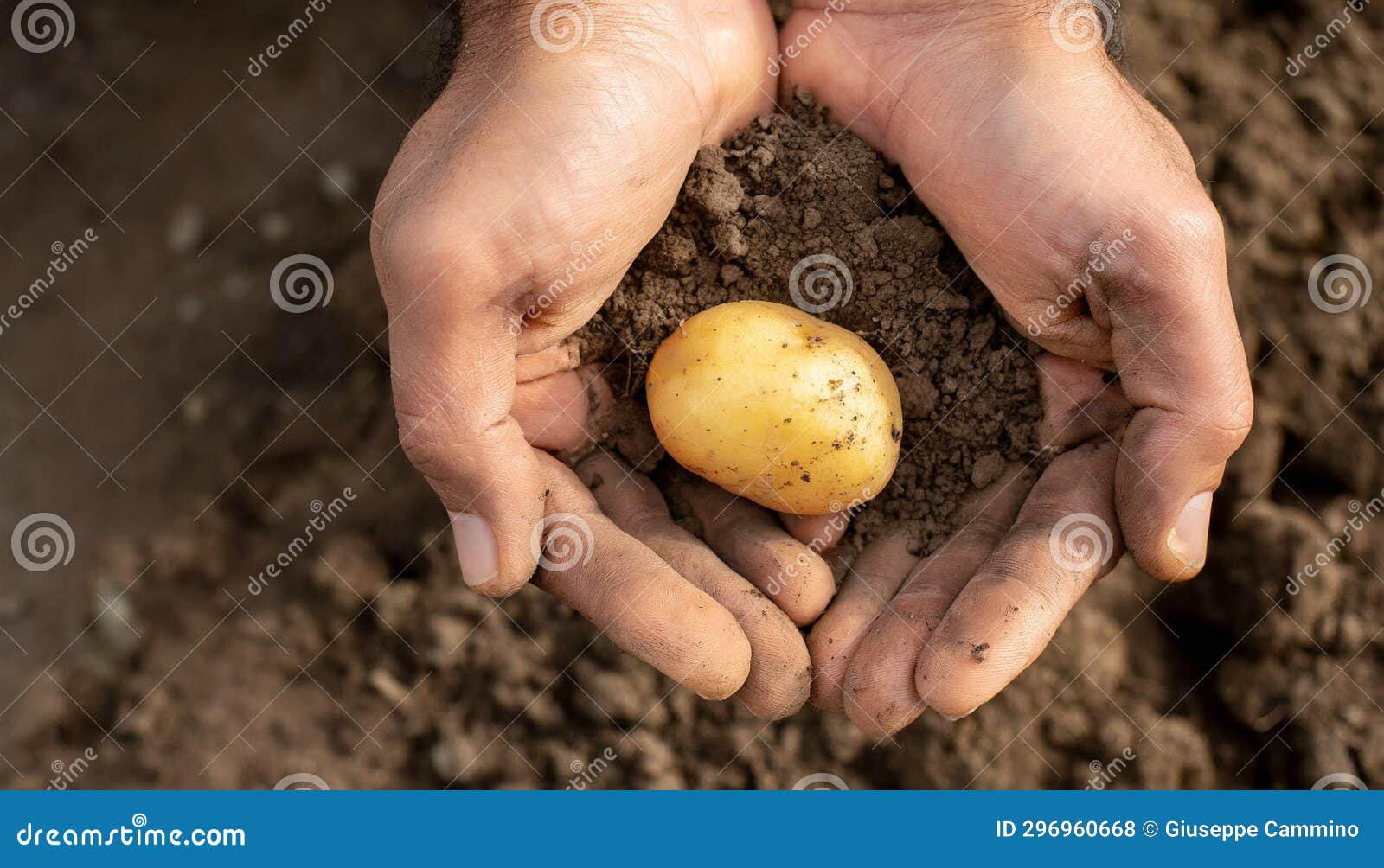 A Small Potato between Two Hands Stock Illustration - Illustration of ...