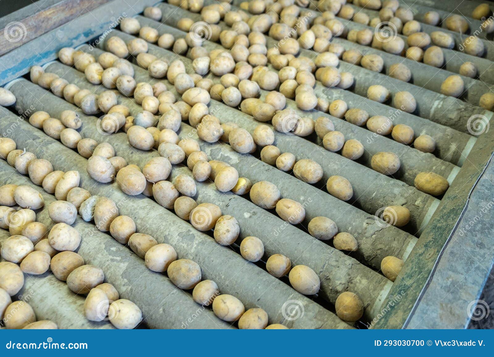 Small Potatoes in the Sorting Machine According To Their Size Stock ...