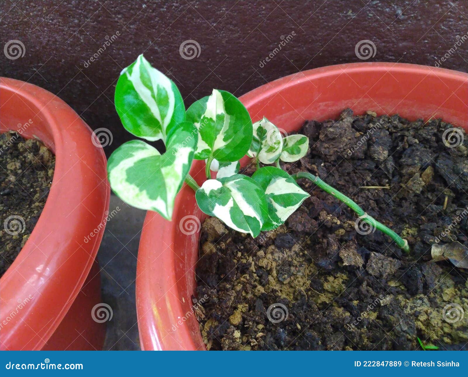 Small Pothos plant stock image. Image of garden, vegetable - 222847889