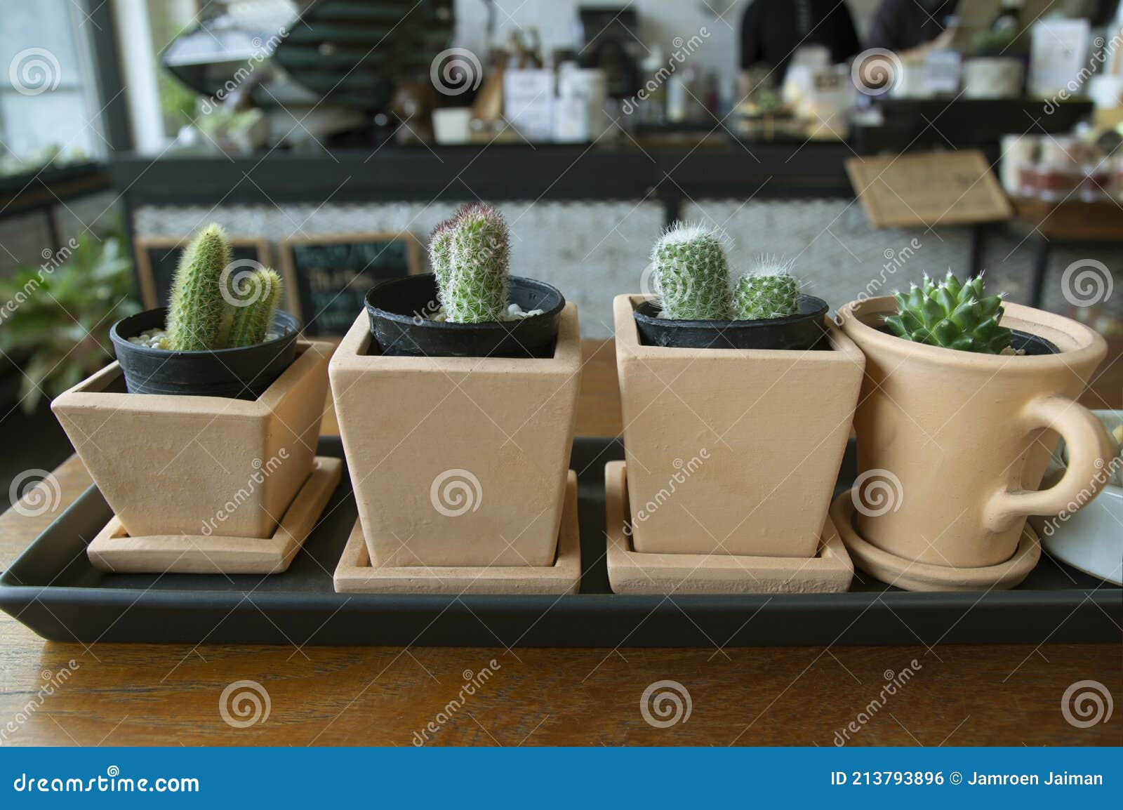 Small Pots with Dwarf Cactus on a Wooden Table in a Coffee Shop Stock ...