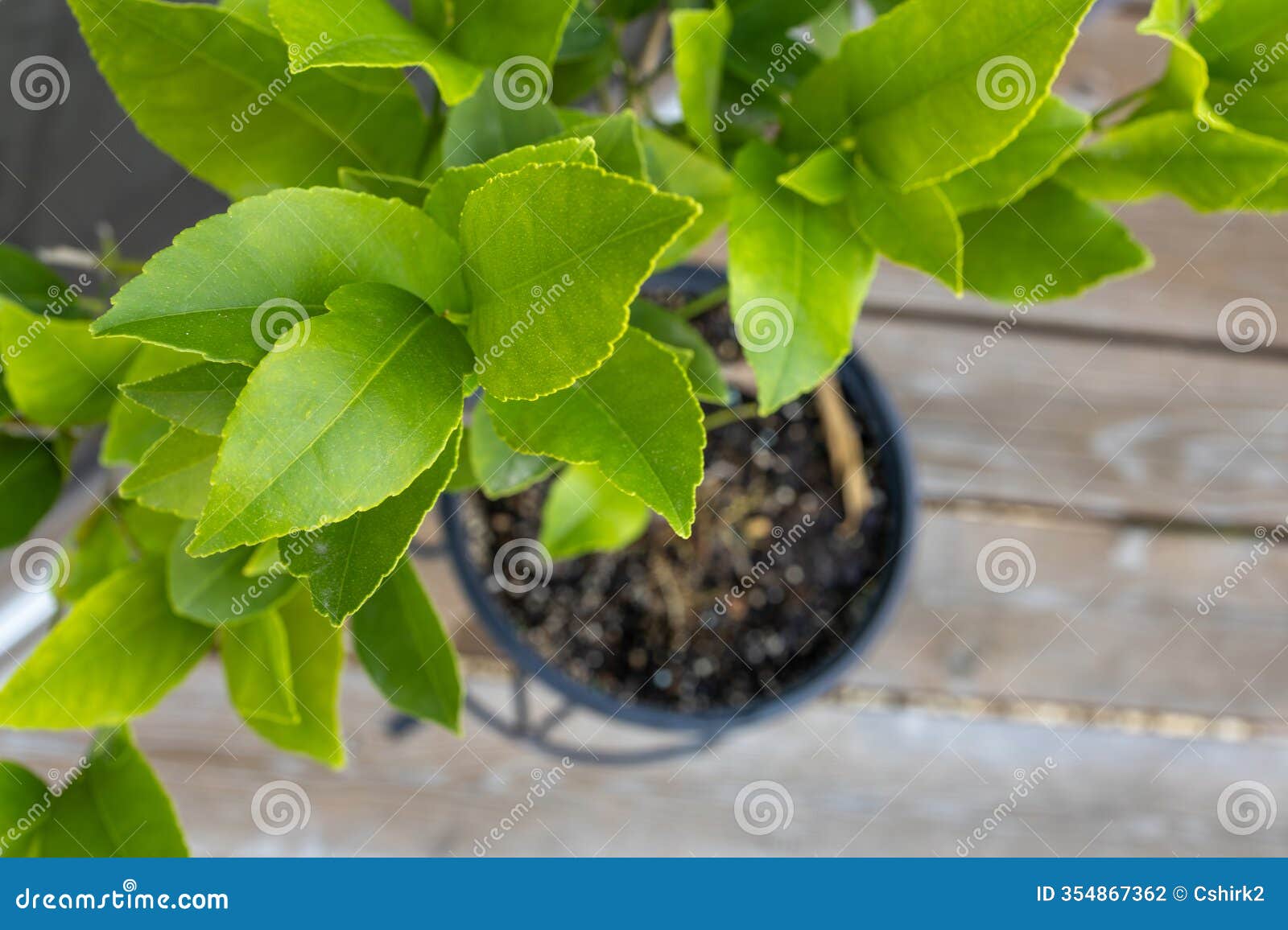 Small Potted Meyer Lemon Tree Stock Photo - Image of nature, foliage ...