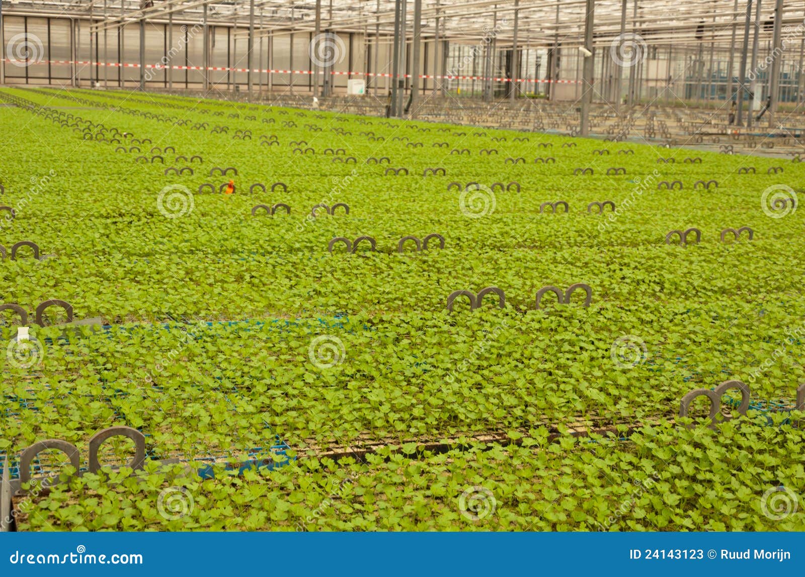 Small Potted Plants in a Dutch Plant Nursery Stock Image - Image of ...