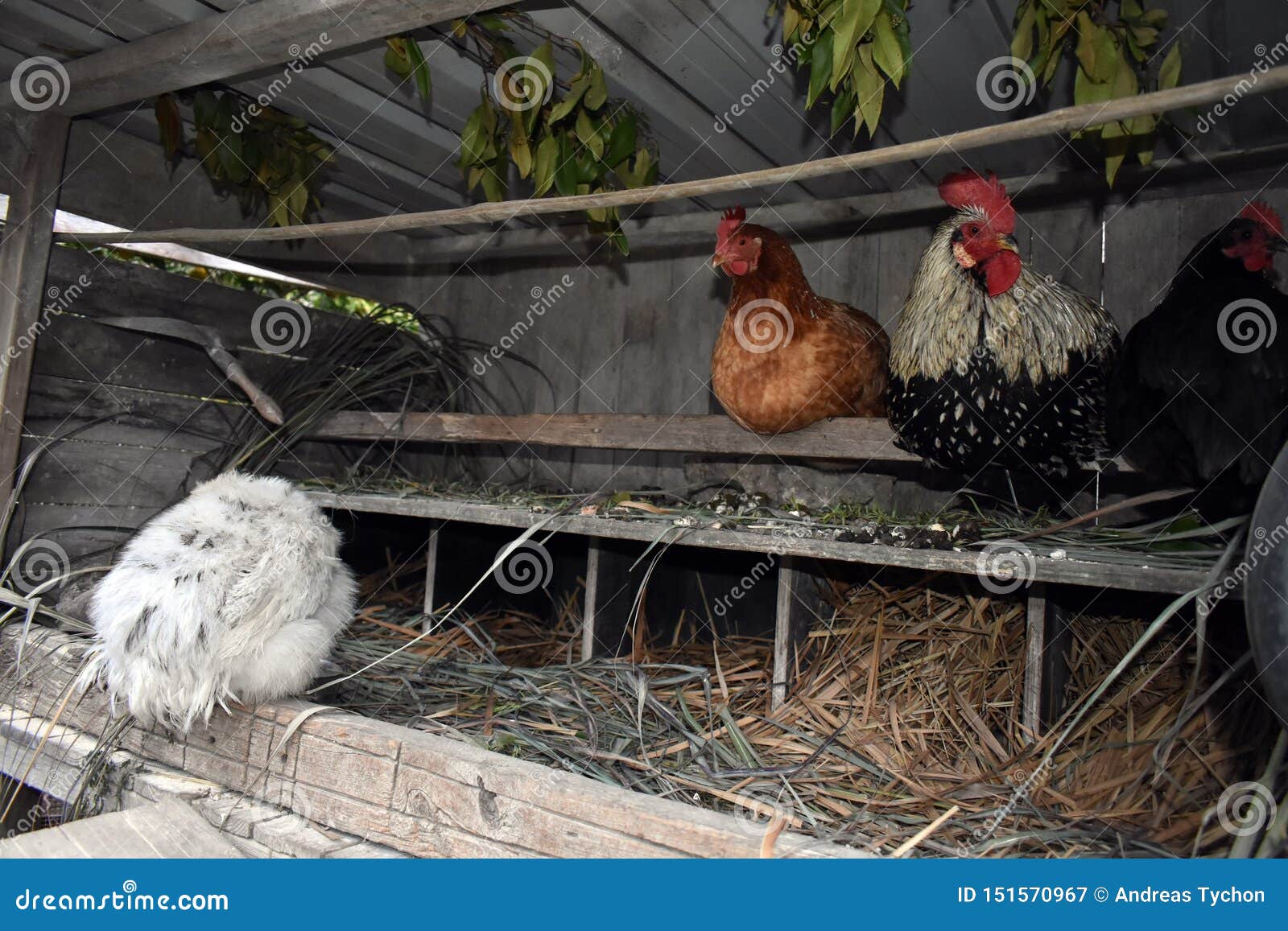Front View of Chickens Nesting in a Small Farm Chicken Coop Stock Image ...
