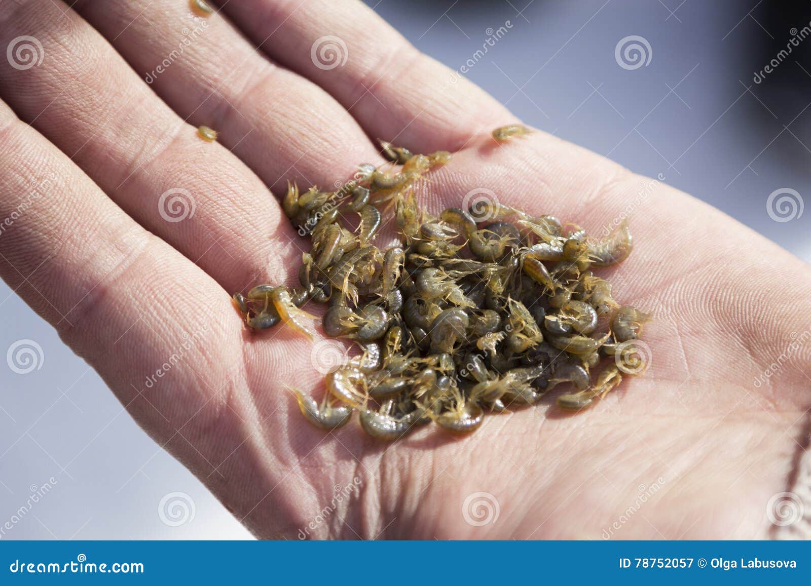 Small Prawns are Used As Bait for Fishing Stock Image - Image of colors ...