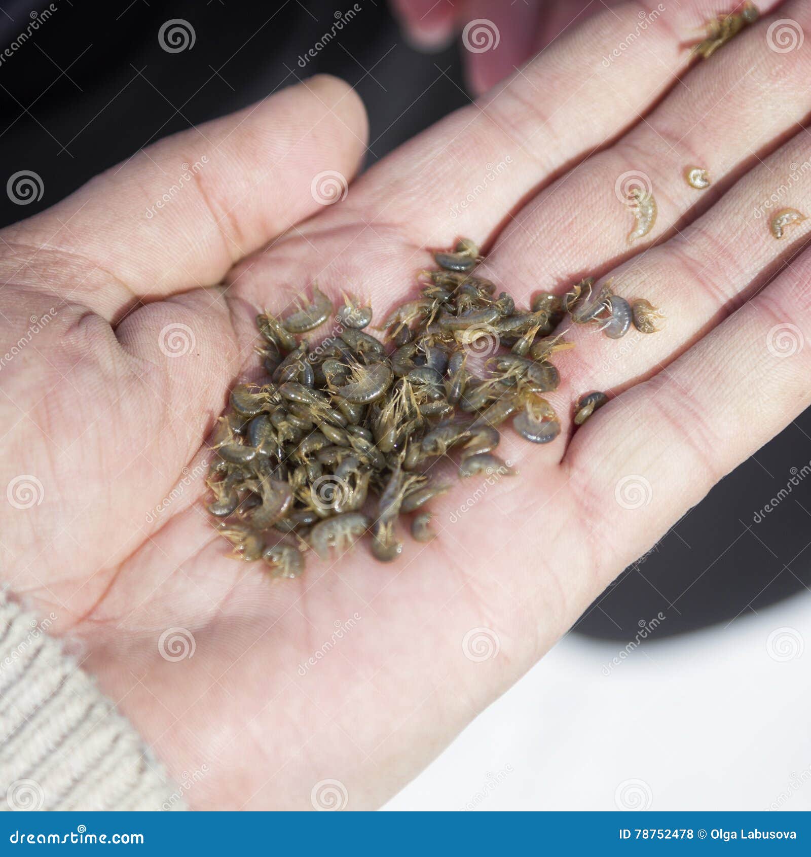 Small Prawns are Used As Bait for Fishing Stock Photo - Image of ...