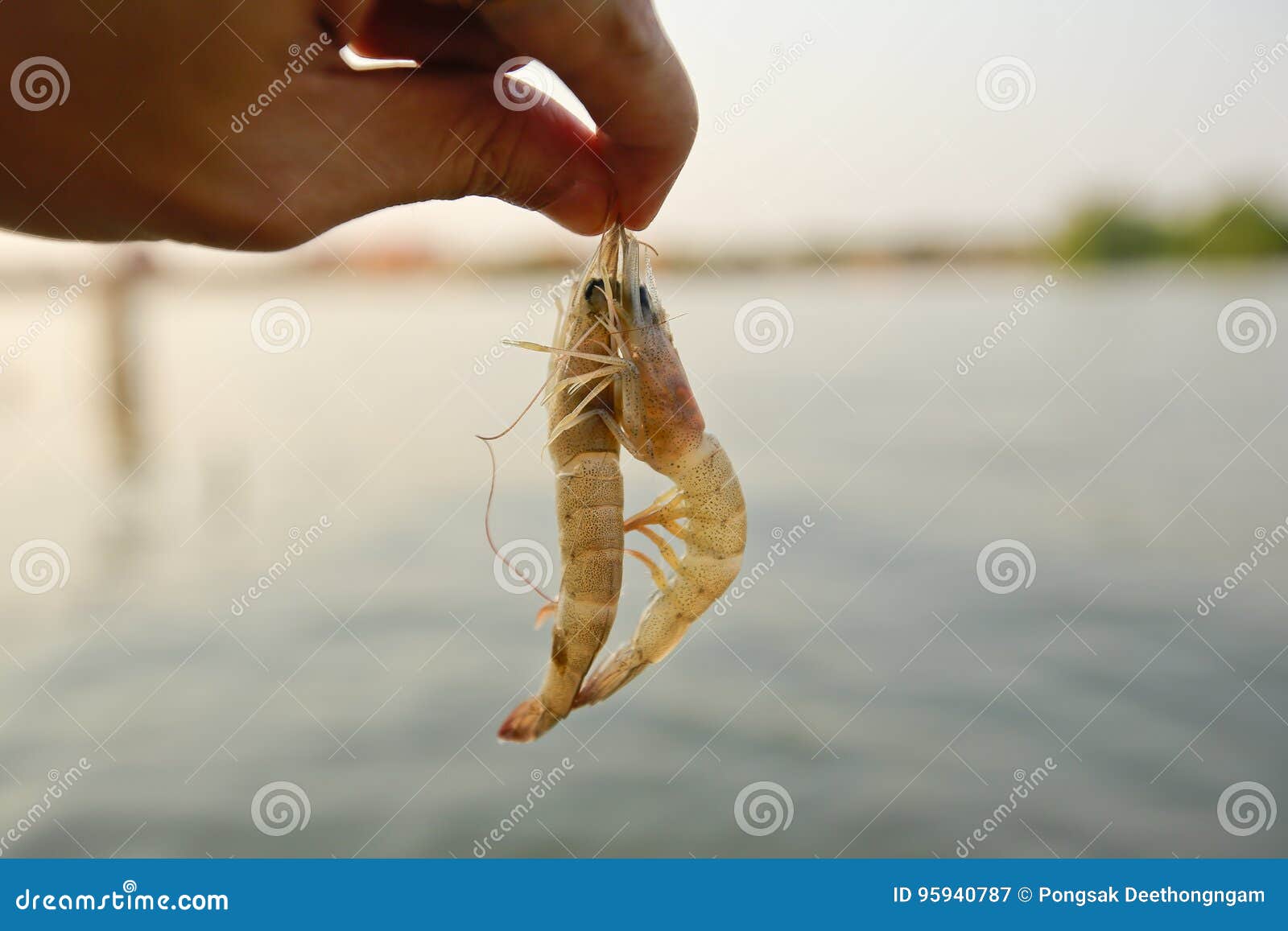Small prawns stock image. Image of lake, people, grayling - 95940787