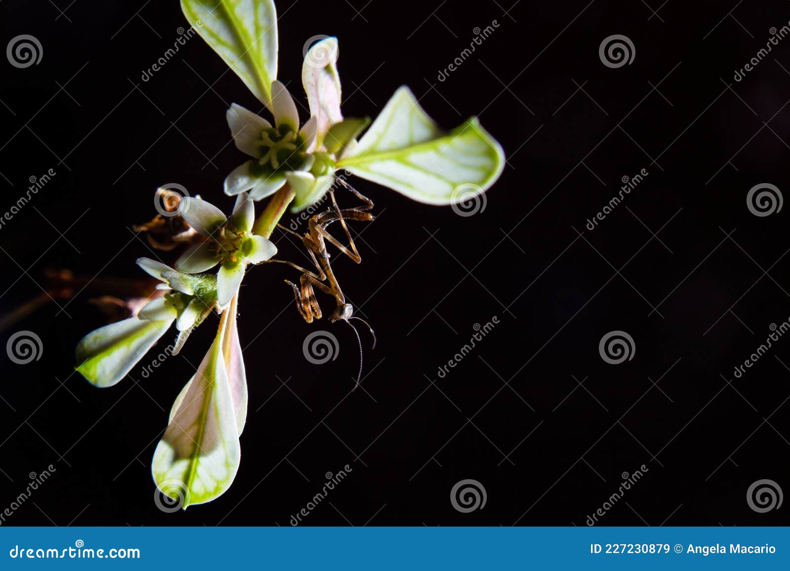 A Small Praying Mantis on a Branch. Stock Image - Image of delicate ...