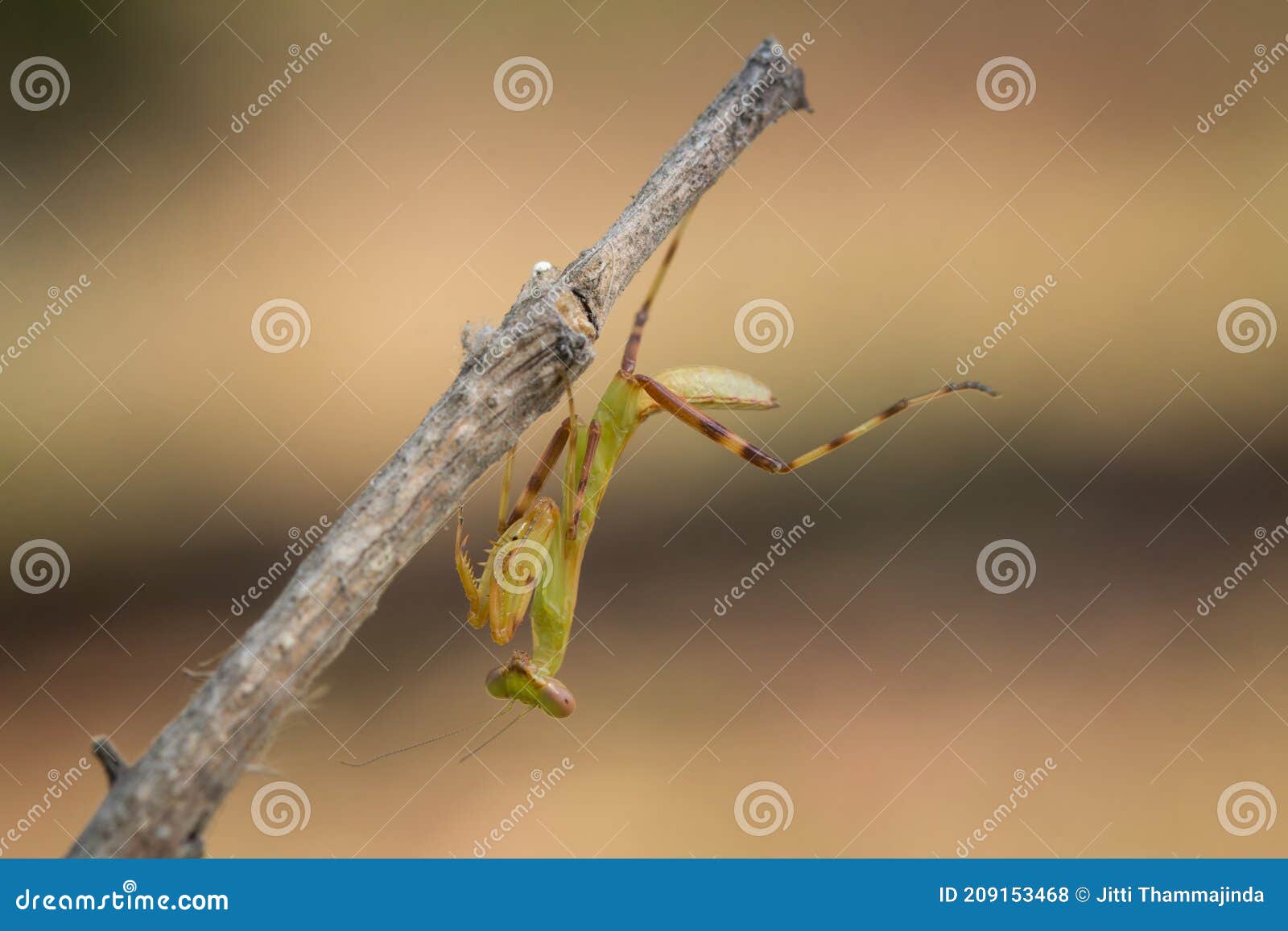 Small Praying Mantis.Hanging on a Branch in Nature with a Blurred ...