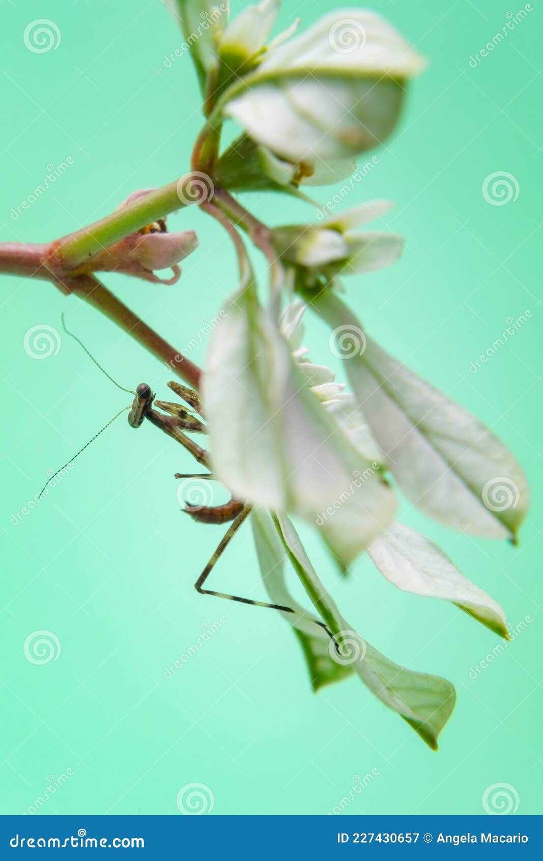 A Small Praying Mantis on a Plant. Stock Image - Image of antenna ...