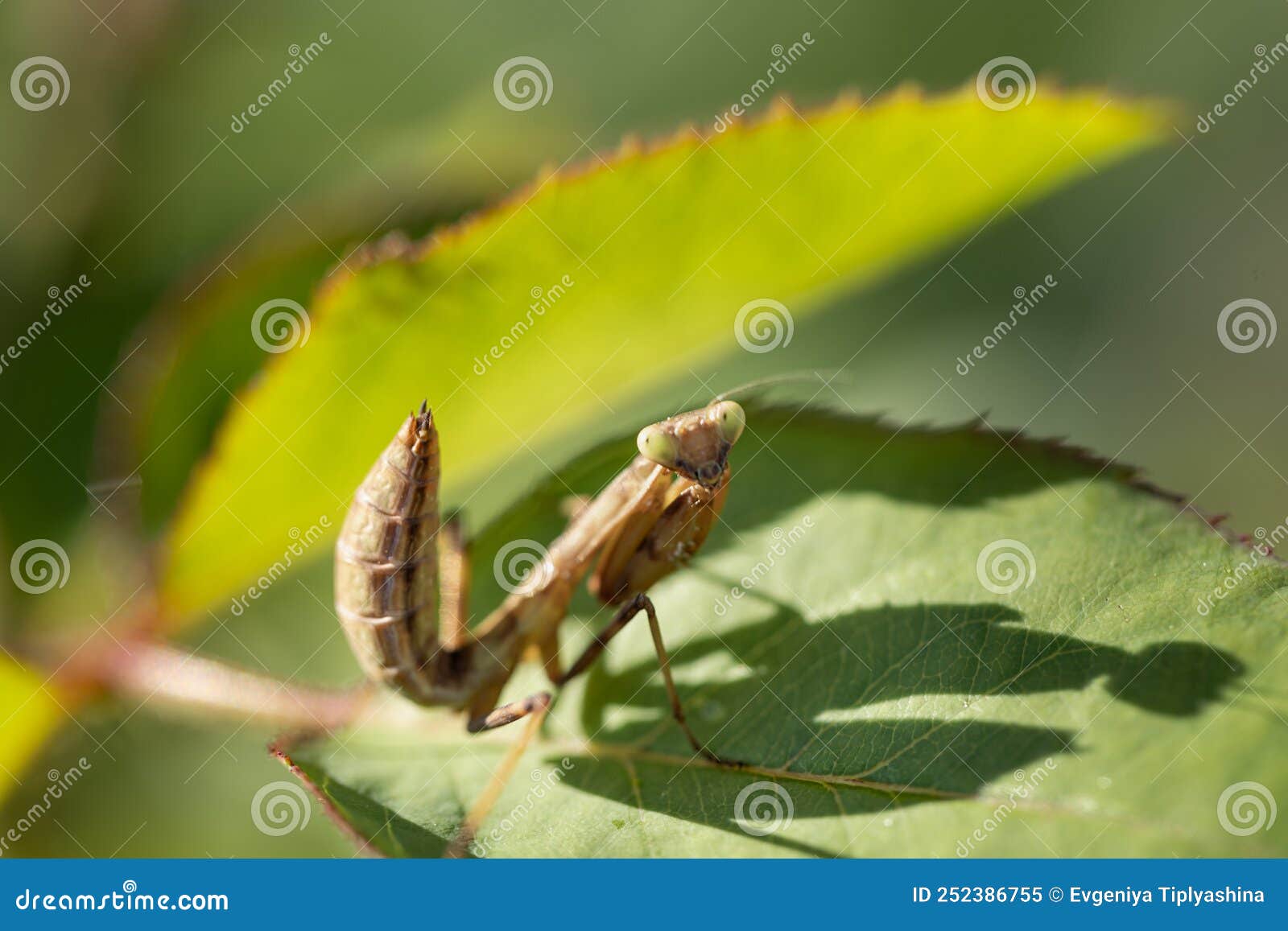 A small praying mantis stock image. Image of camouflage - 252386755