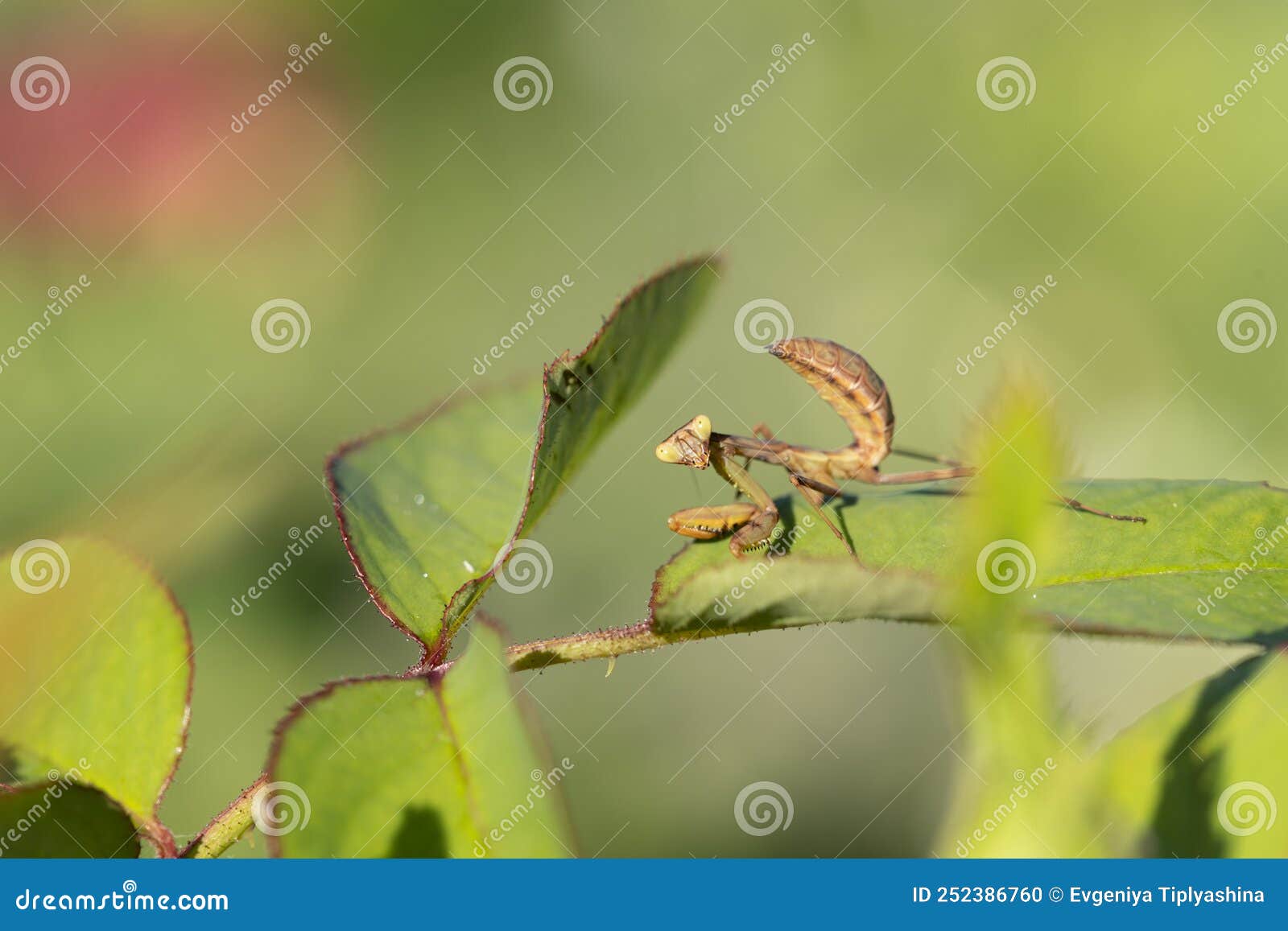 A small praying mantis stock photo. Image of wildlife - 252386760