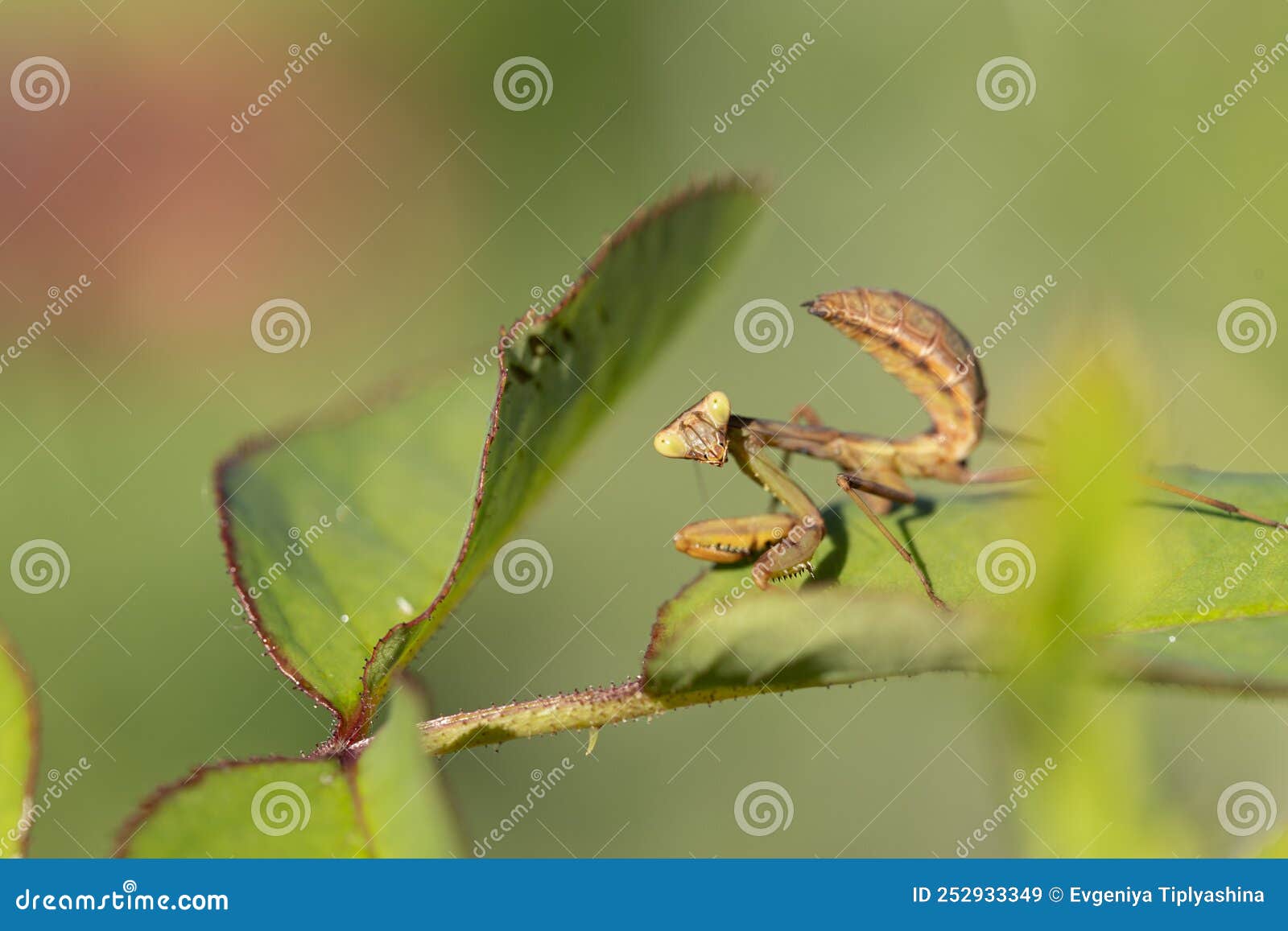 A small praying mantis stock image. Image of mantis - 252933349