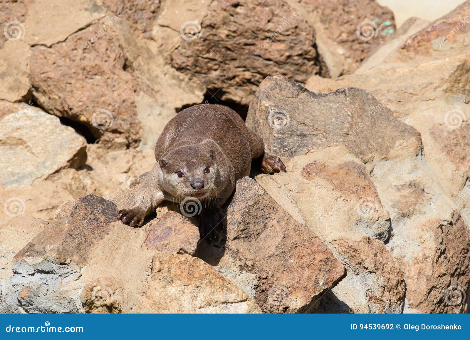 Small predator - otter stock photo. Image of mammal, look - 94539692