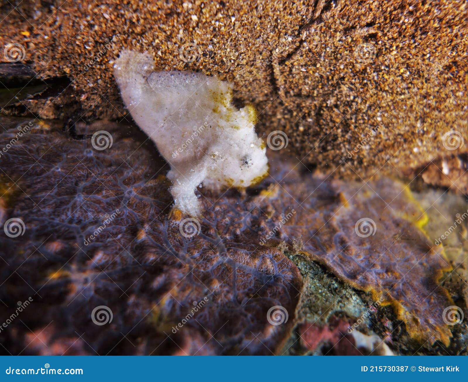 Small white frog fish stock image. Image of bali, coral - 215730387