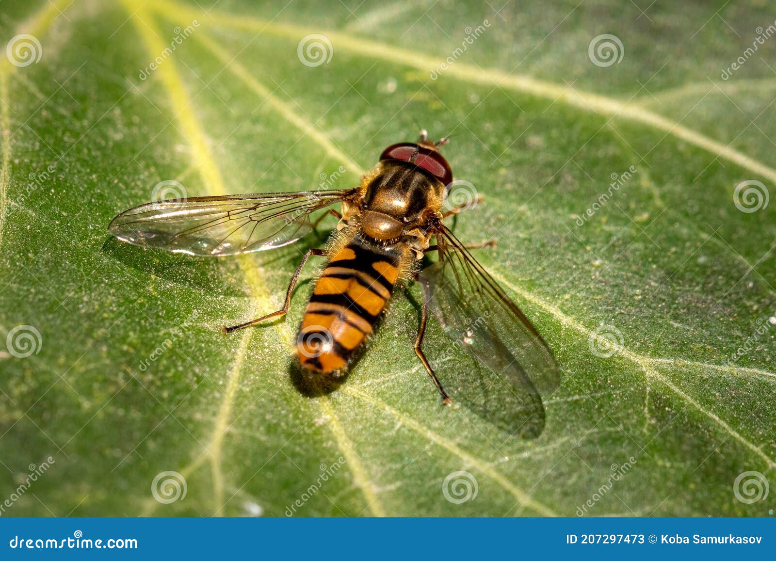 Small Predator Wasp on Green Leaf in Nature Forest Stock Image - Image ...