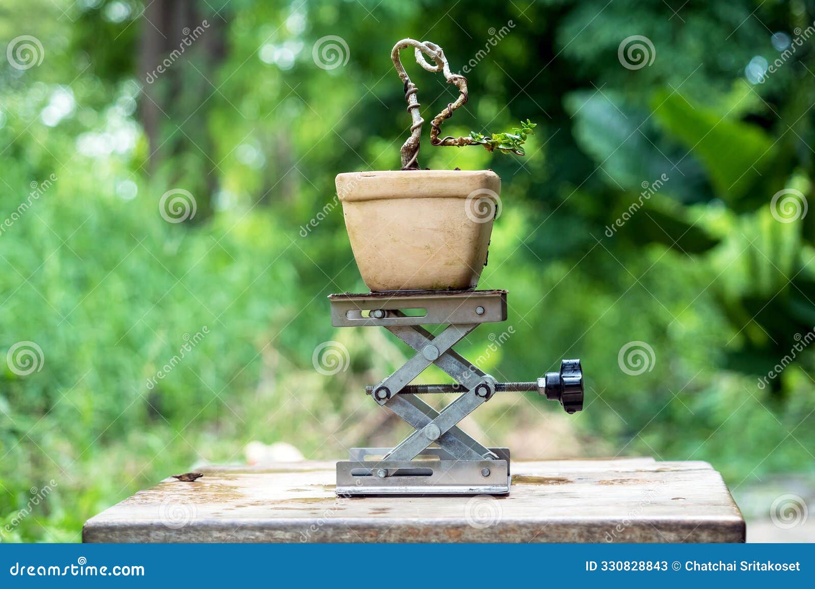 A Small Premna Tree is Shaped into a Free-form Bonsai in Nature ...