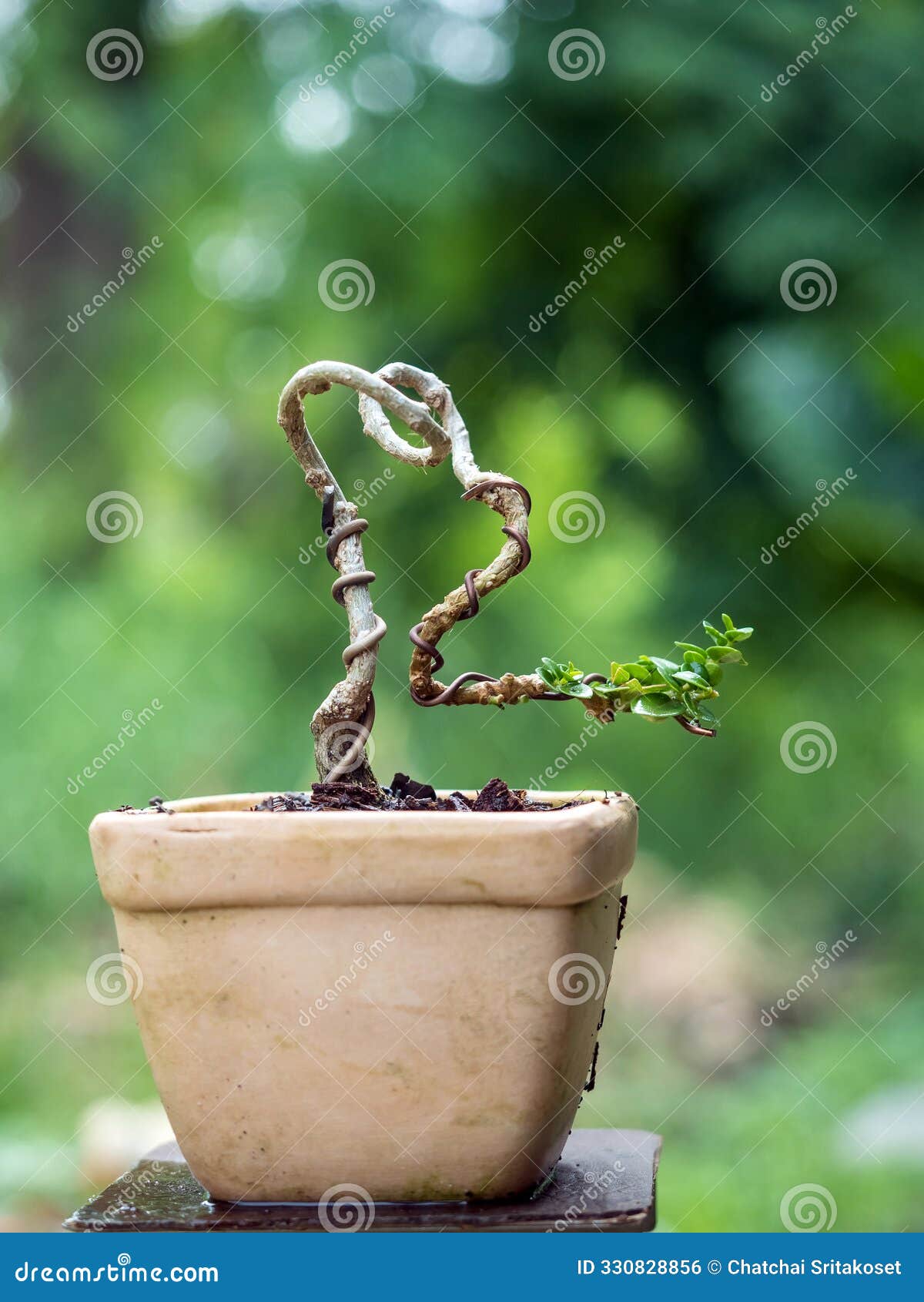 A Small Premna Tree is Shaped into a Free-form Bonsai in Nature ...
