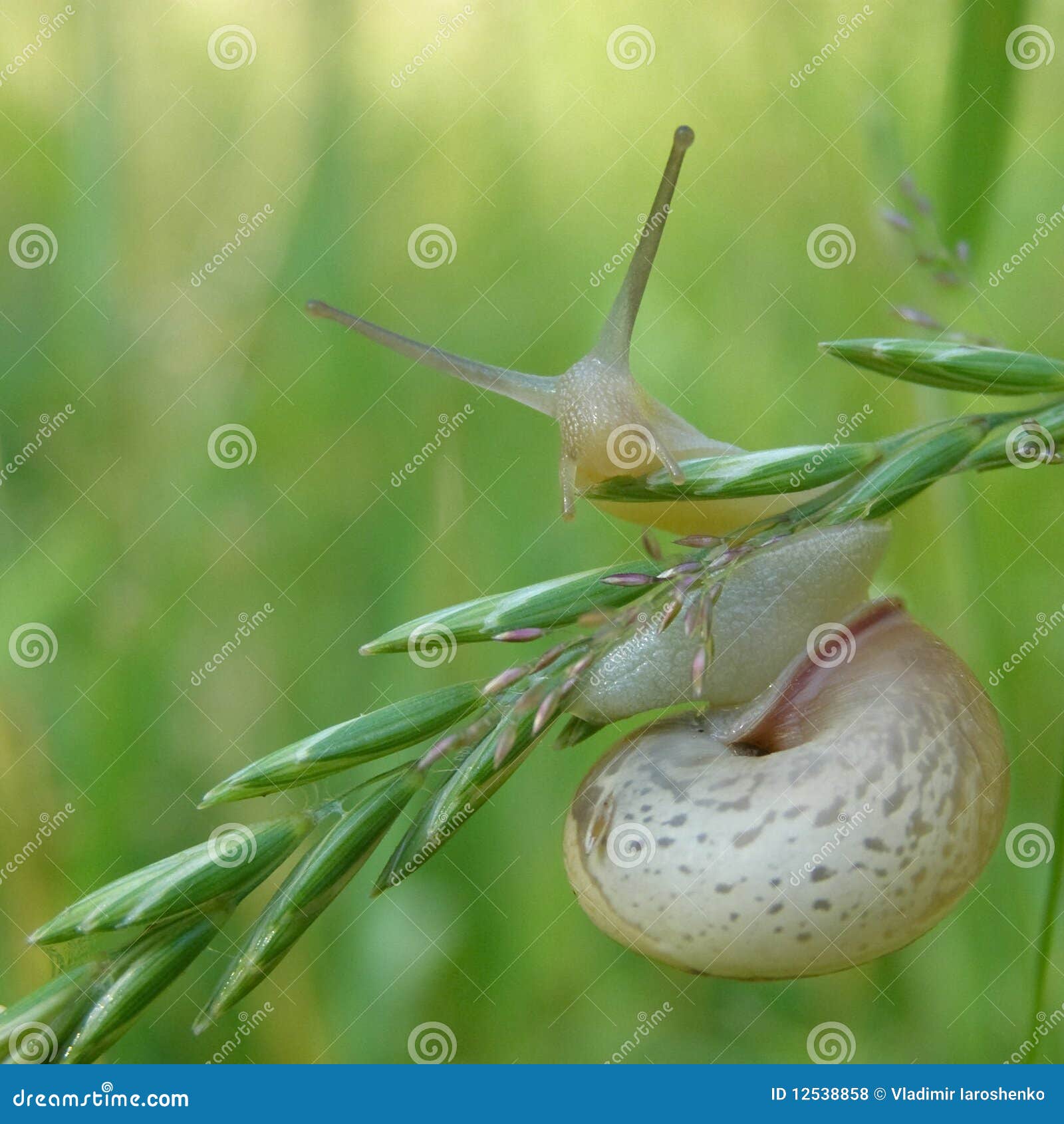 Small pretty snail stock photo. Image of wildlife, grass - 12538858