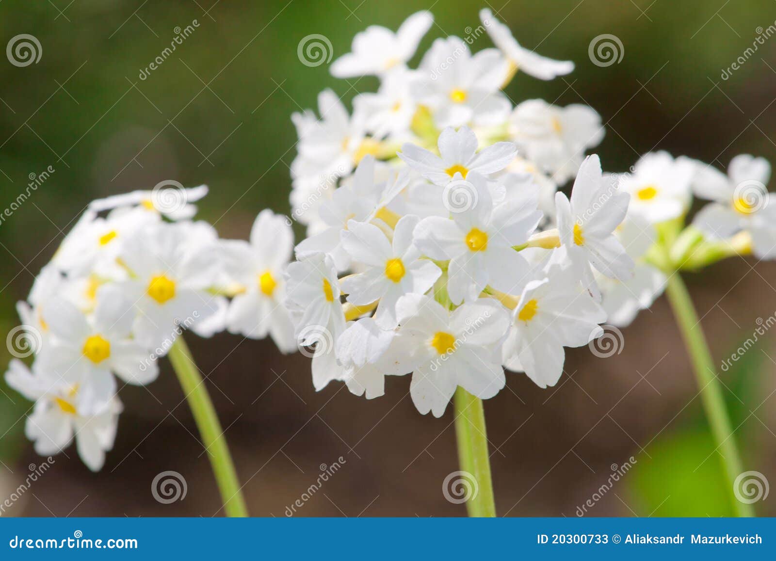 Small pretty white flowers stock image. Image of botanic - 20300733