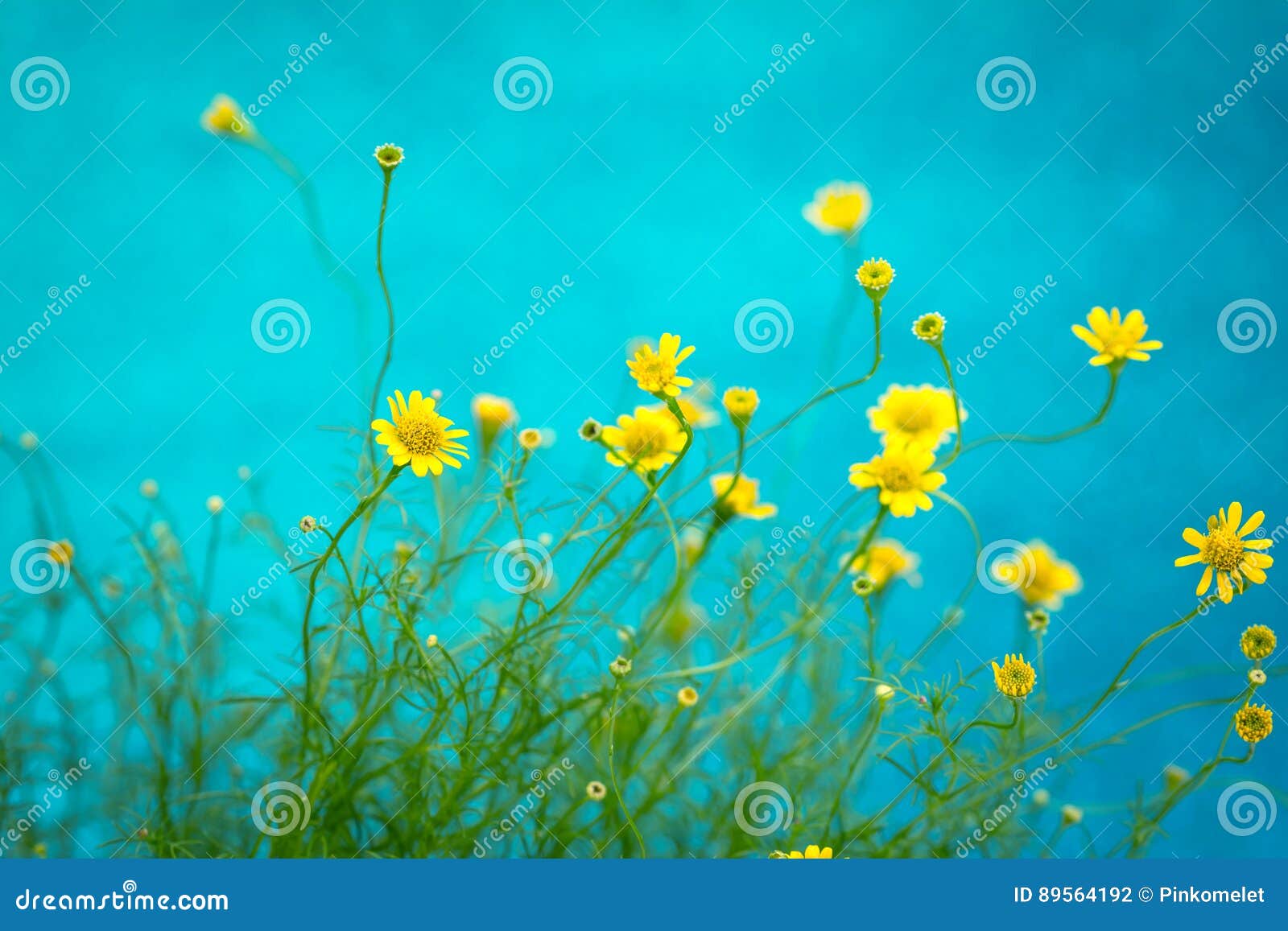 Small Pretty Yellow Daisy on Blue Background Stock Photo - Image of ...