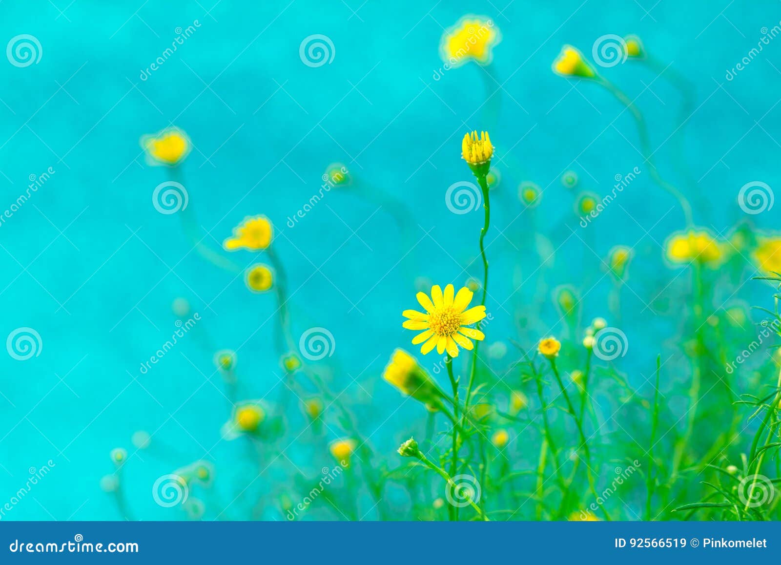 Small Pretty Yellow Daisy on Blue Background Stock Image - Image of ...
