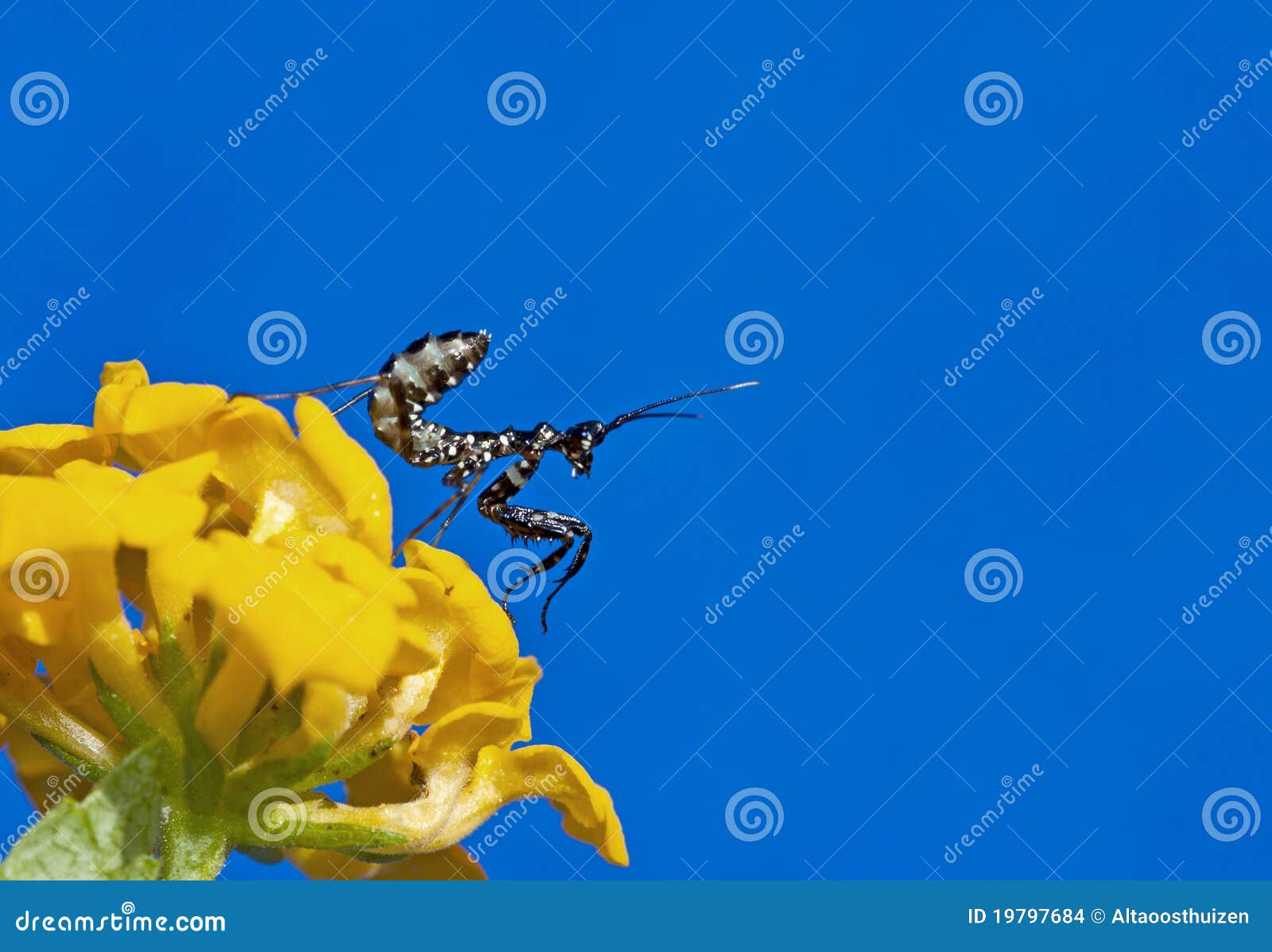 Small Preying Mantis Sitting on Yellow Flower Stock Photo - Image of ...