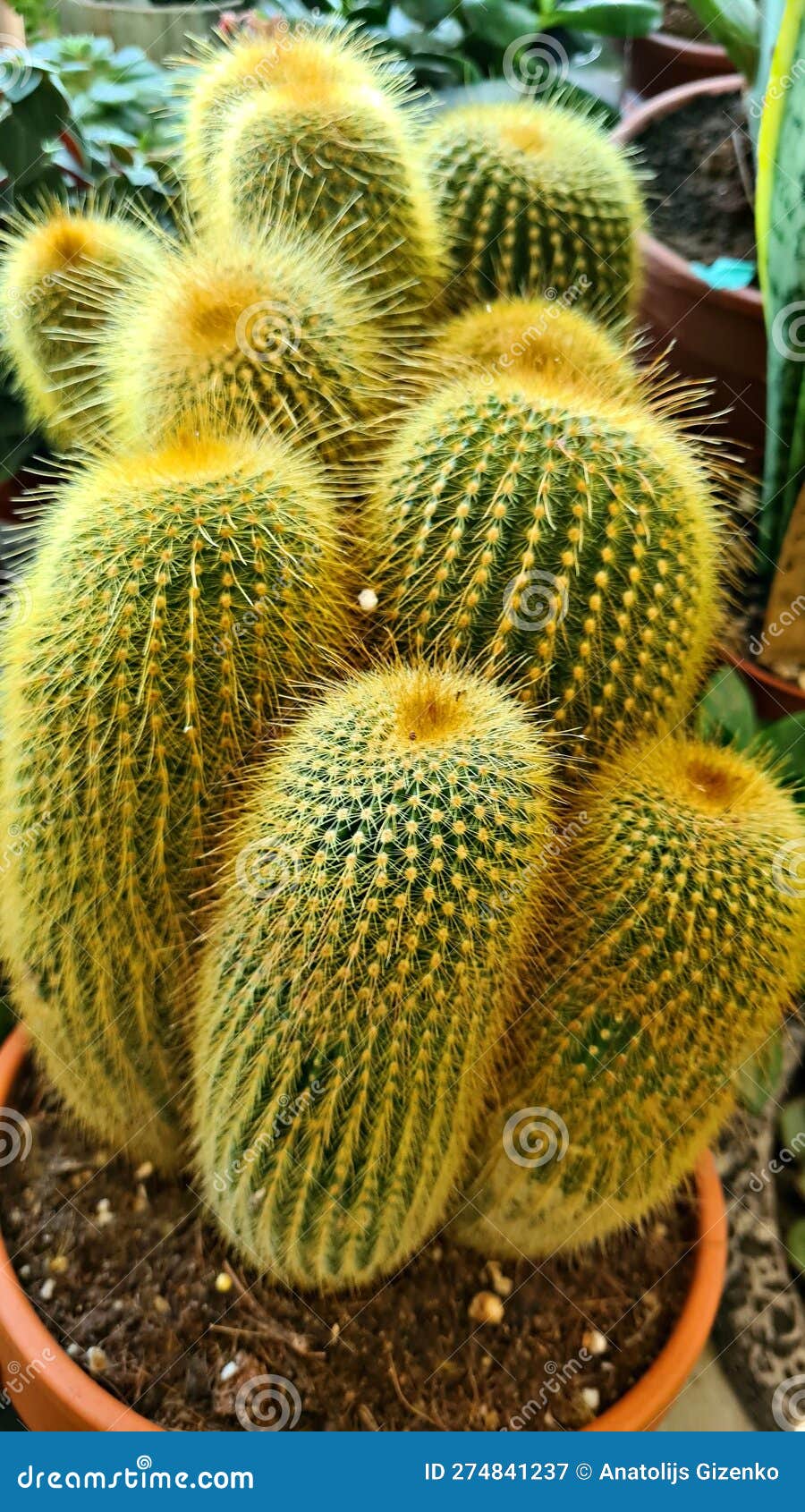 Small Prickly Cacti are Grown in Pots for Sale To People Stock Image ...