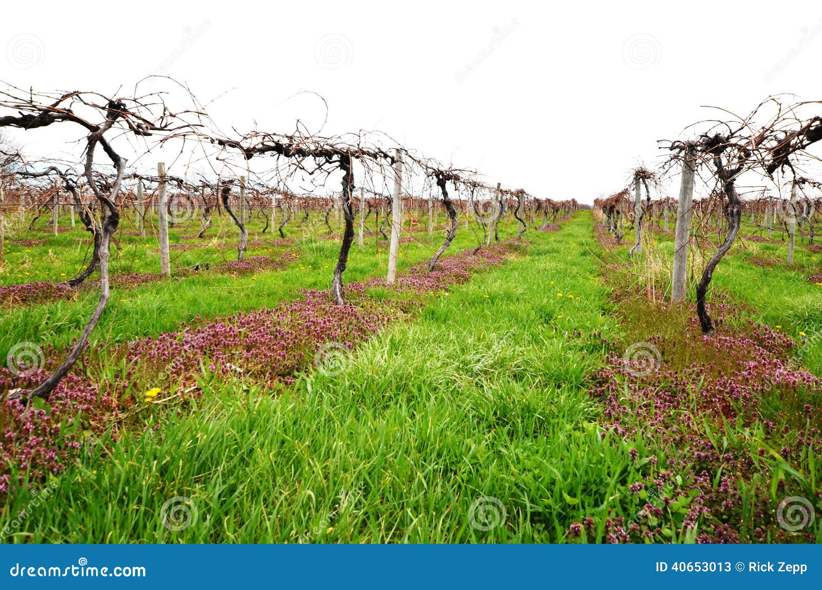Small private vineyard stock image. Image of daylight - 40653013