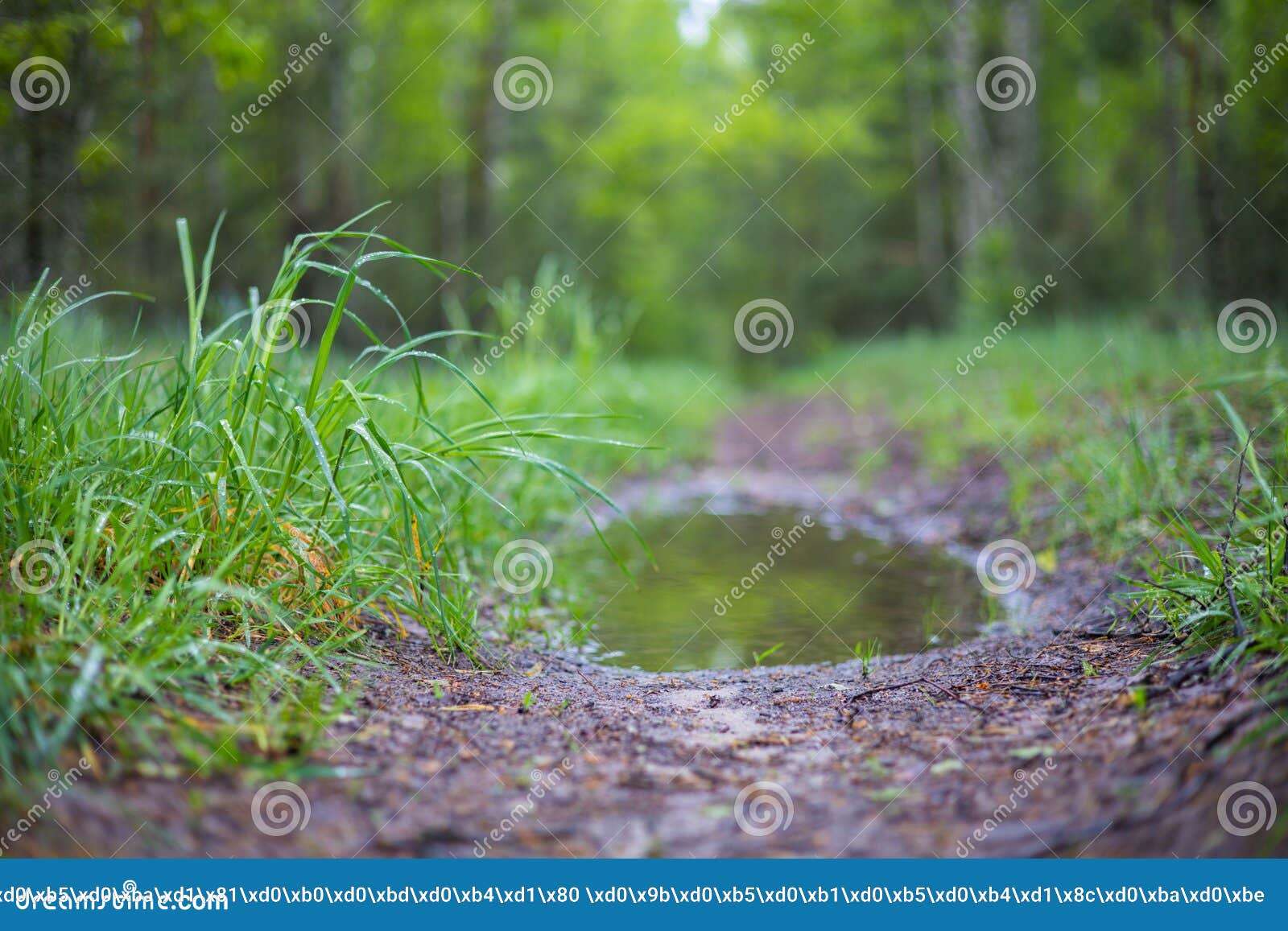 A Small Puddle on a Dirt Road in the Forest in Which the Trees ...