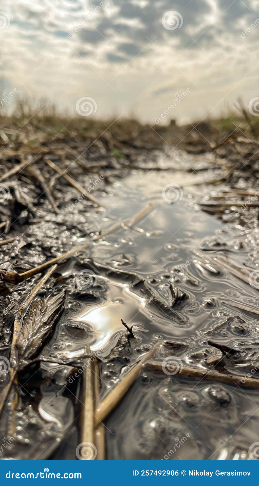 A Small Puddle after the Rain in the Field. Stock Photo - Image of ...