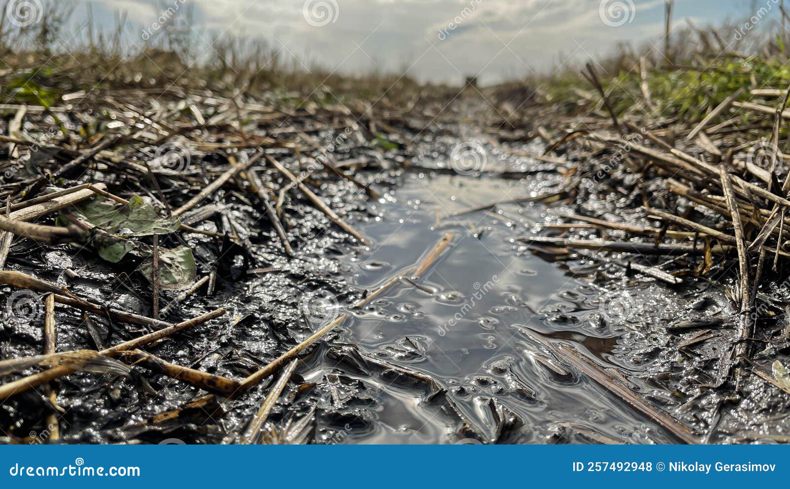 A Small Puddle after the Rain in the Field. Stock Photo - Image of ...