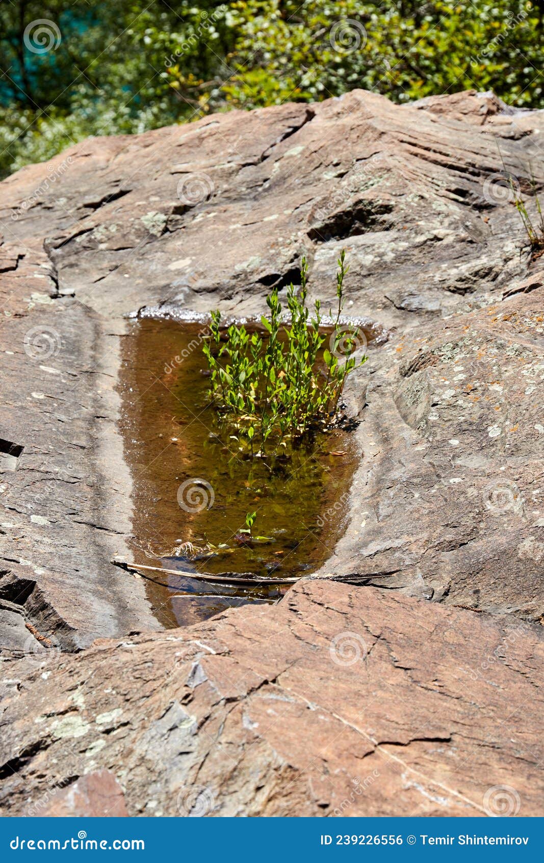 Small Puddle in the Recess of the Rock Stock Photo - Image of journey ...
