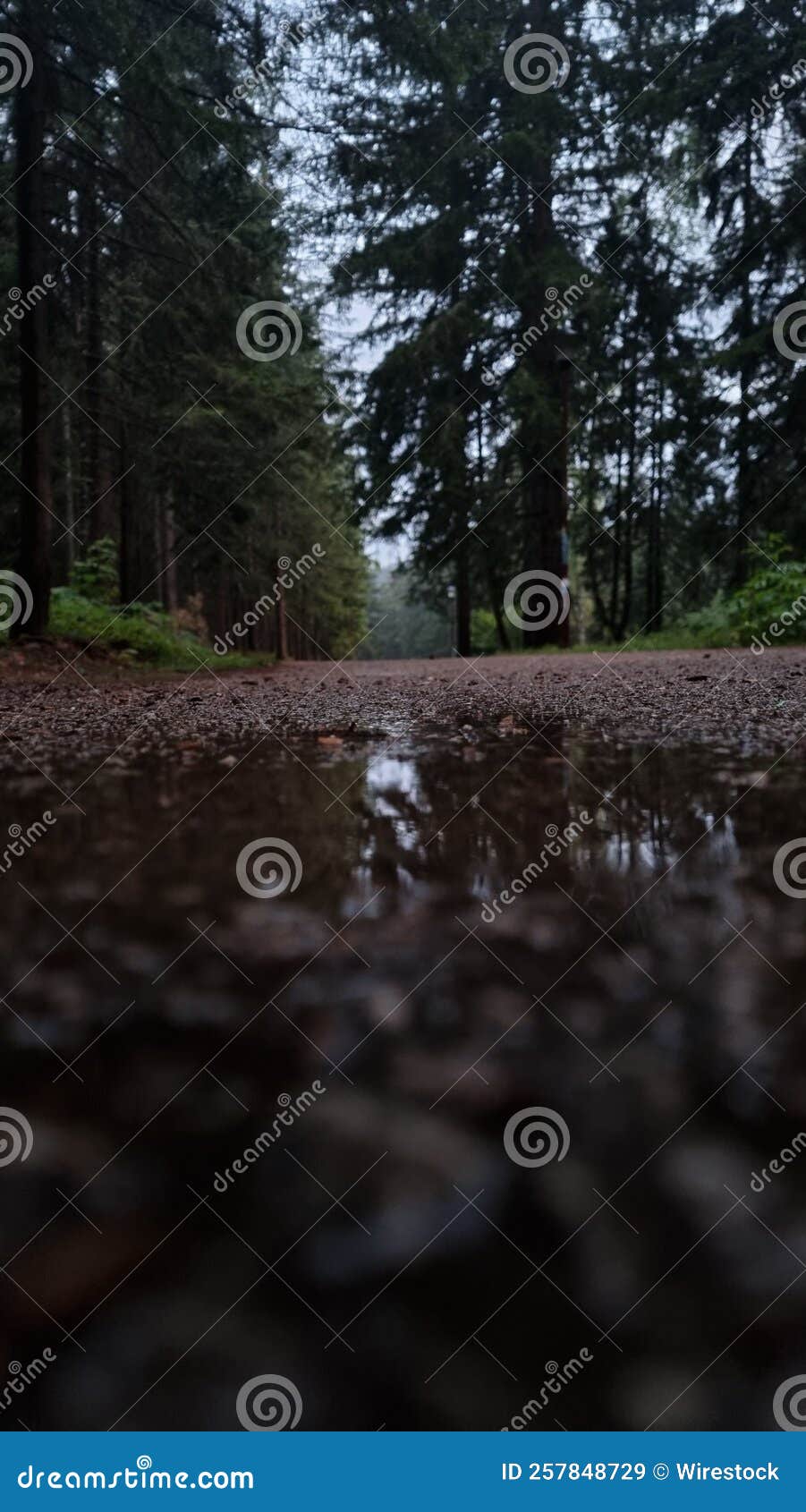 Small Puddle on a Road Passing through a Green Forest Stock Image ...