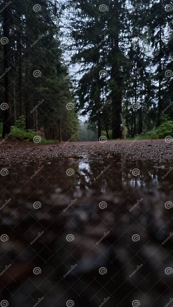 Small Puddle on a Road Passing through a Green Forest Stock Image ...