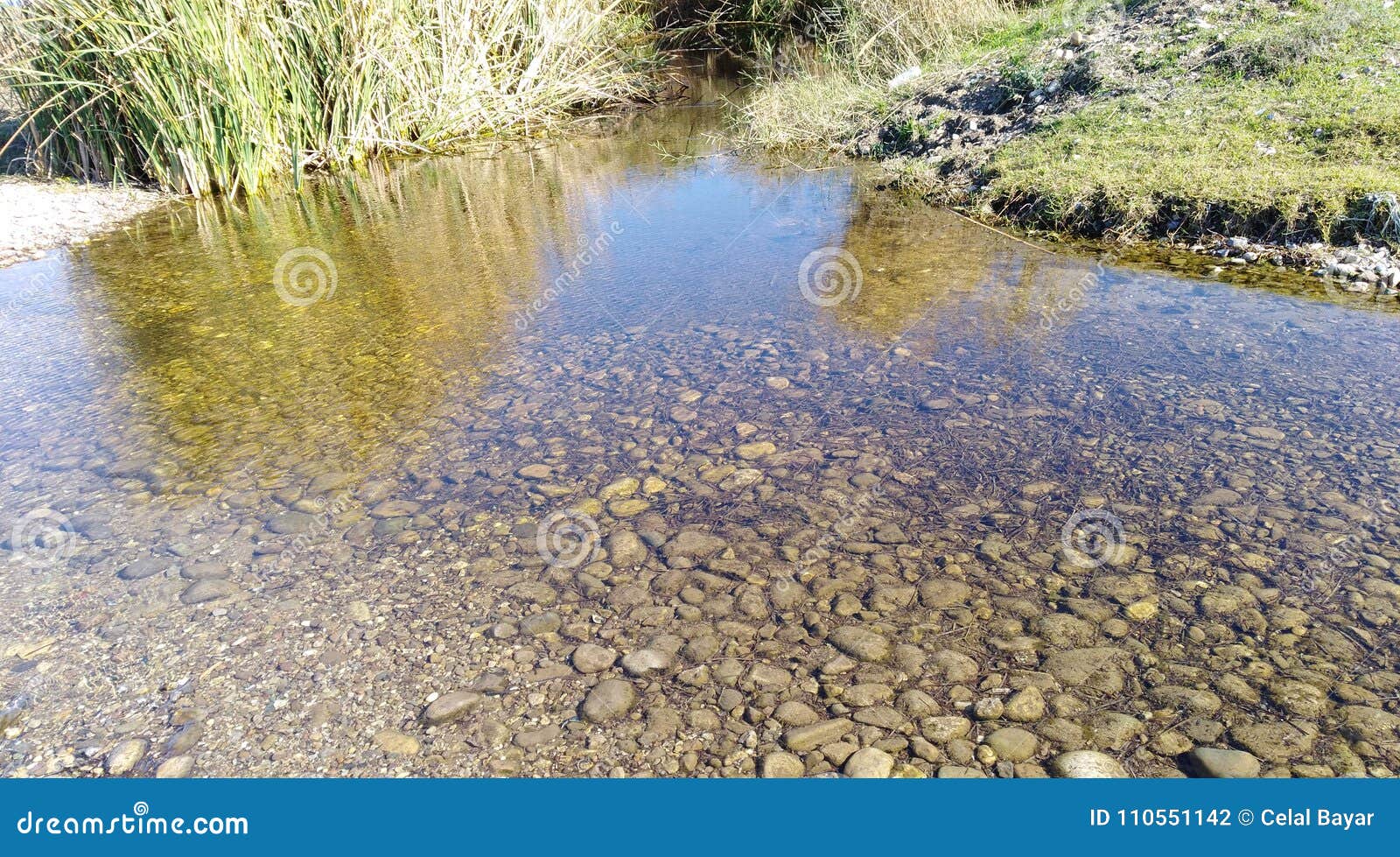 Small puddle stock photo. Image of hunting, olivetree - 110551142
