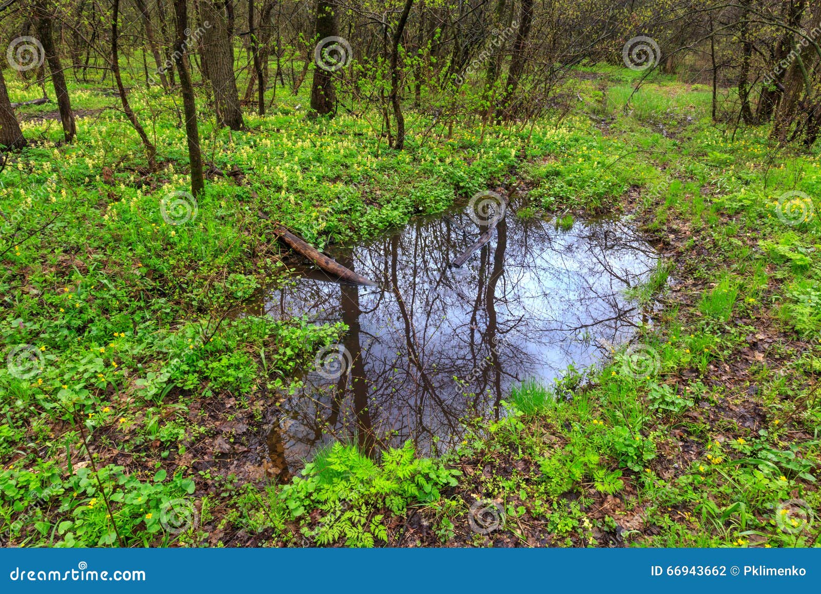 Small Puddle in Spring Forest Stock Photo - Image of mirror, water ...