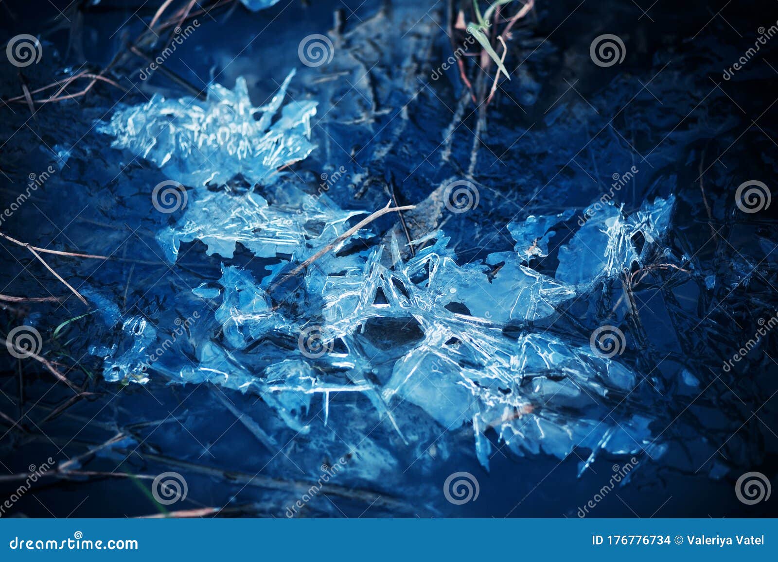 In a Small Puddle the Water Froze and Turned into Sharp, Transparent ...