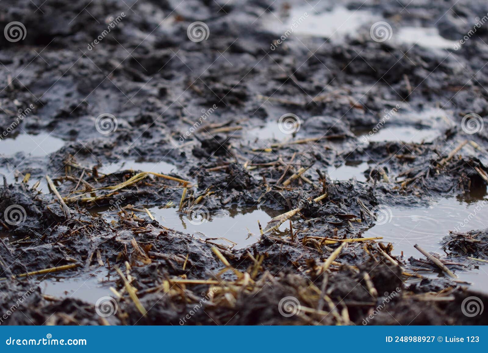 Small Puddles on a Paddock on a Dreary Day Stock Image - Image of ...
