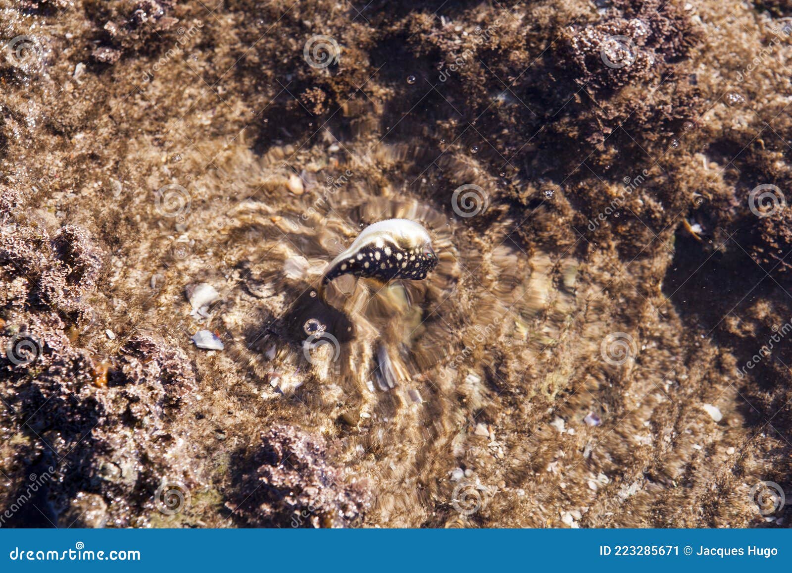 A Small Puffer Fish, All Puffed Up Stock Image - Image of pacific ...