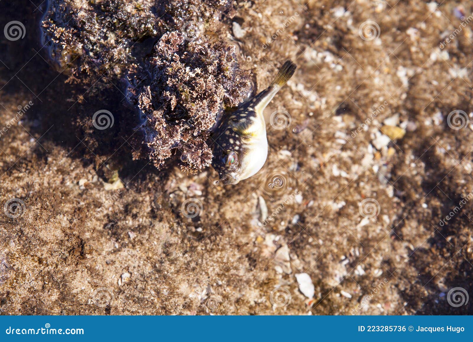A Small Puffer Fish, All Puffed Up Stock Photo - Image of closeup ...