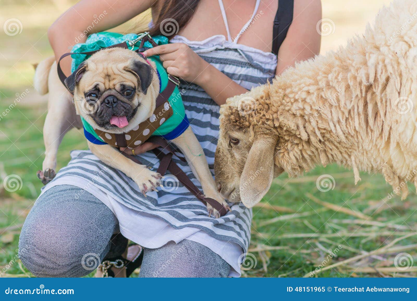 A Small Pug Dog Facing a Sheep in a Field. Stock Image - Image of ewes ...