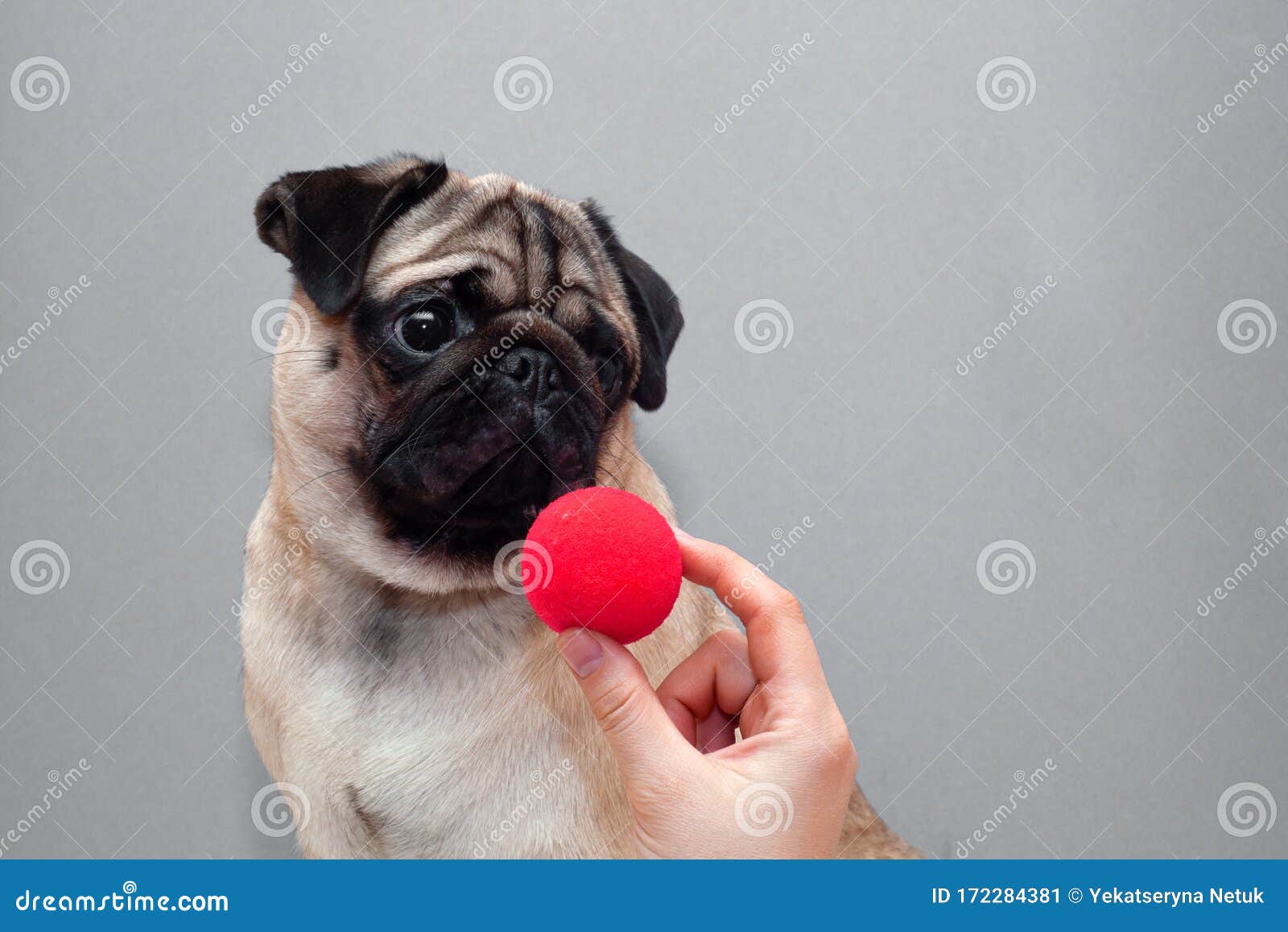 A Small Pug Dog with a Red Clown Nose Stock Image - Image of event ...