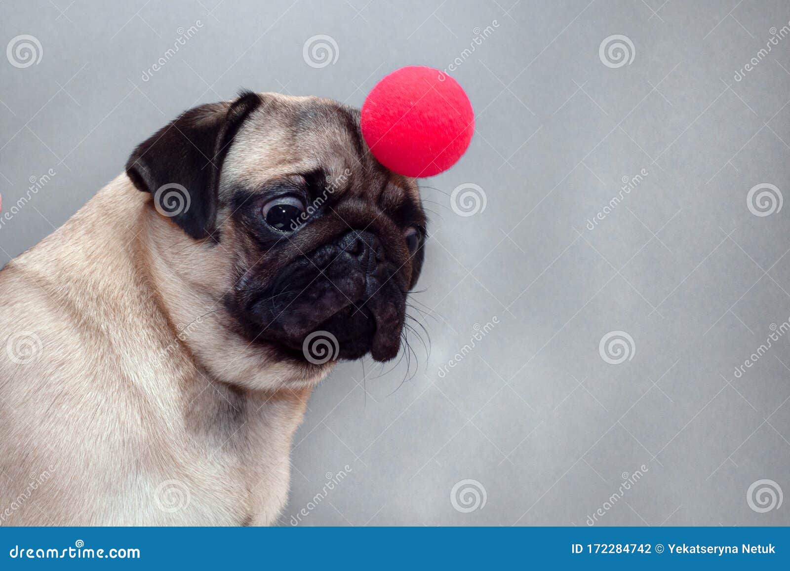A Small Pug Dog with a Red Clown Nose on Head Stock Photo - Image of ...